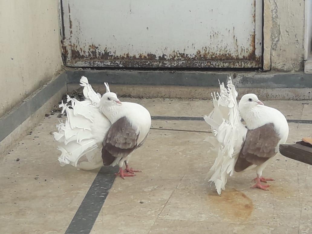 Dancing pigeons :) | Scrolller