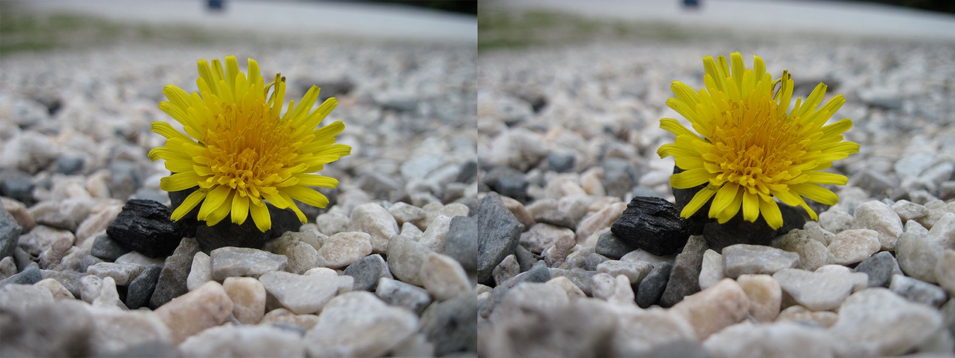 Dandelion On Gravel | Scrolller
