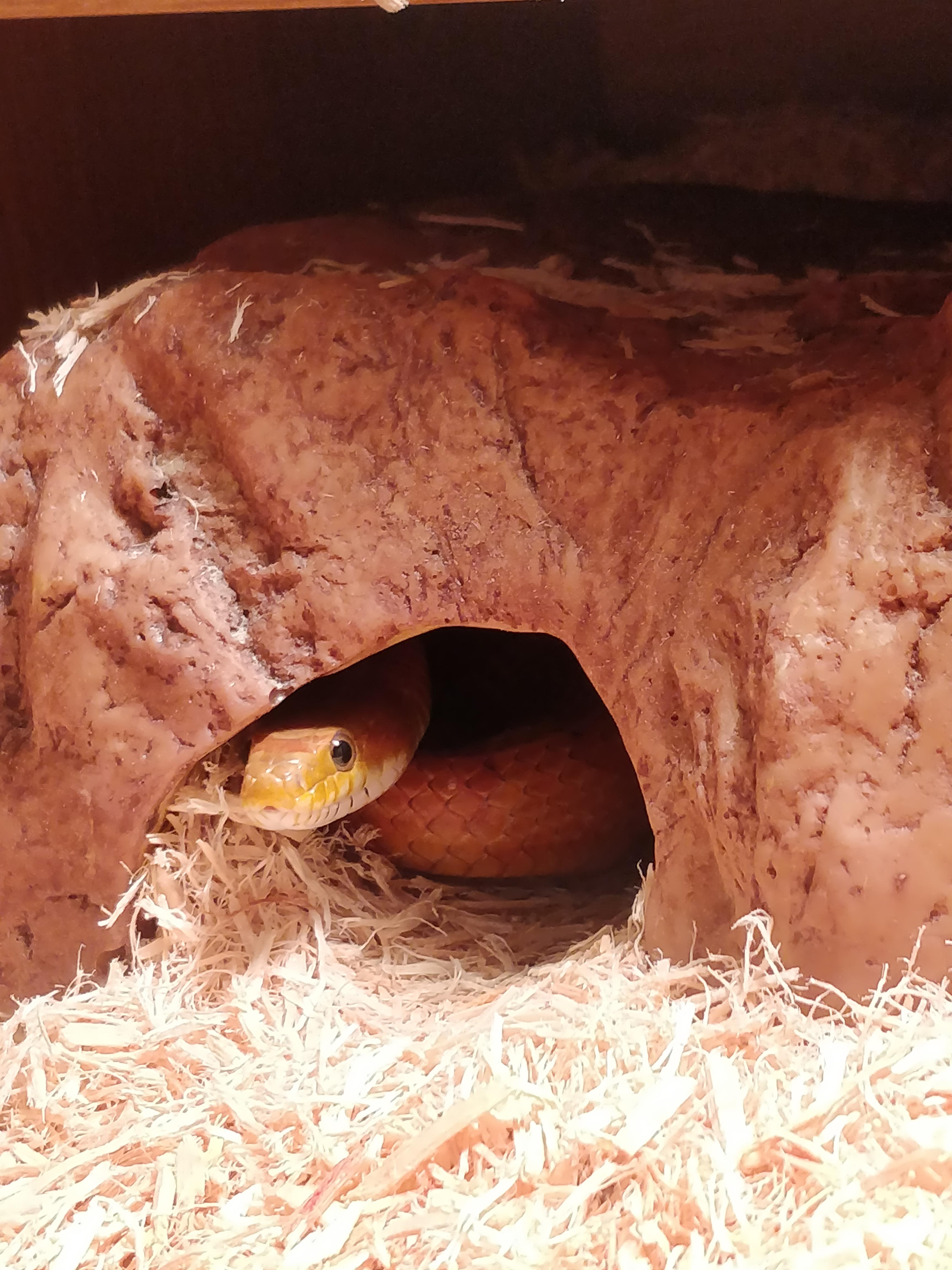 Danger noodle | Scrolller