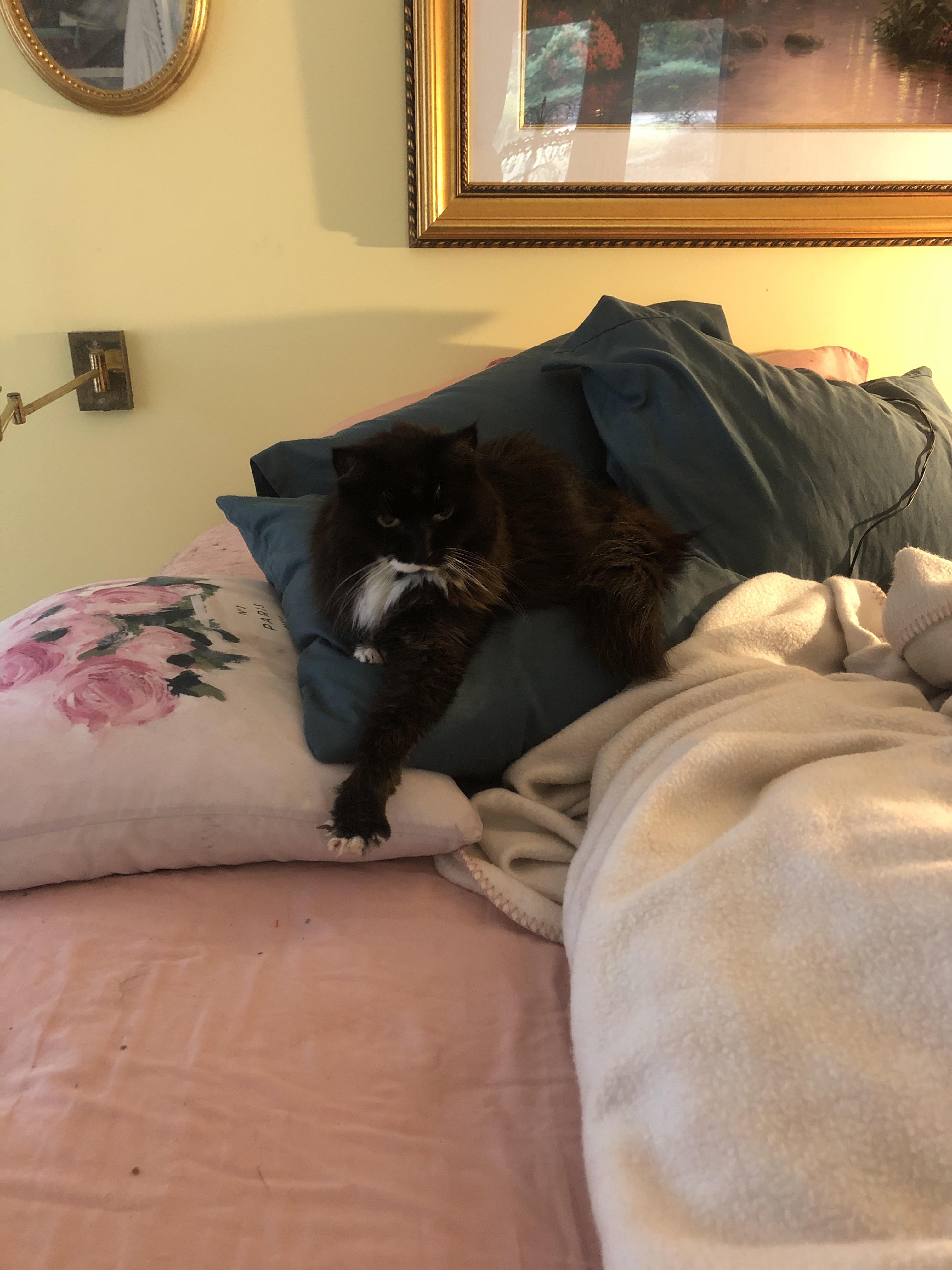 Dangling an arm from her luxurious pillow pile | Scrolller