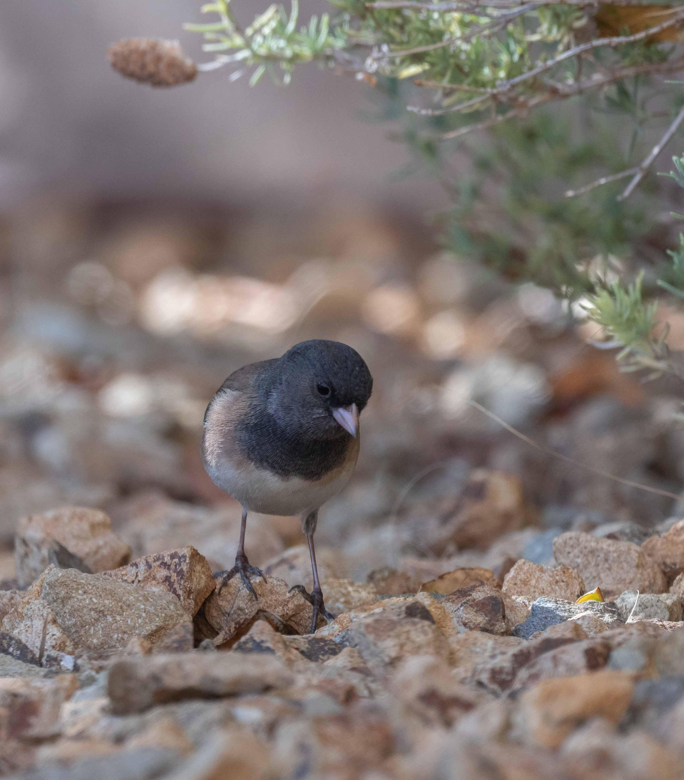 Dark-eyed junco | Scrolller