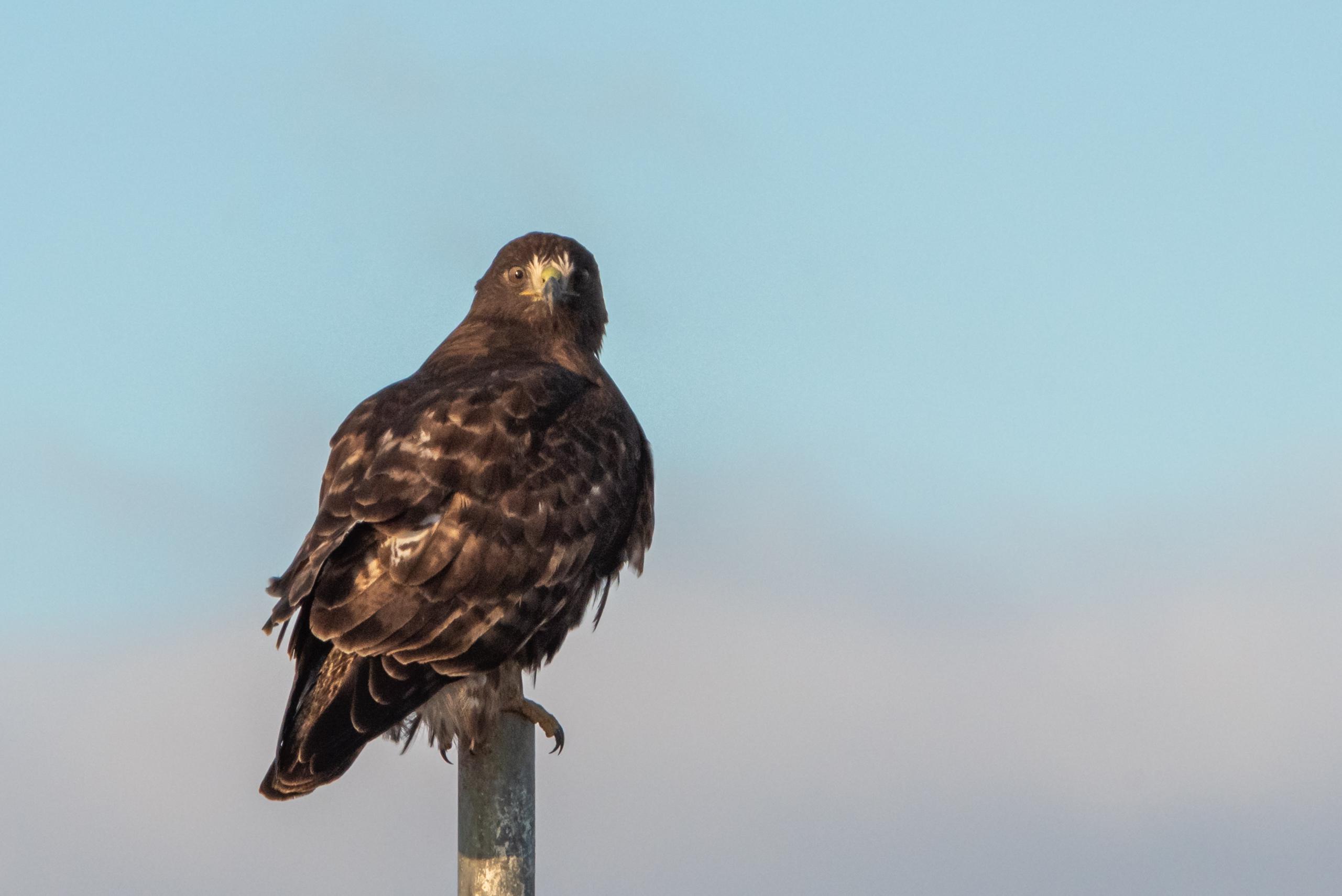 Dark morph Red-tailed Hawk | Scrolller