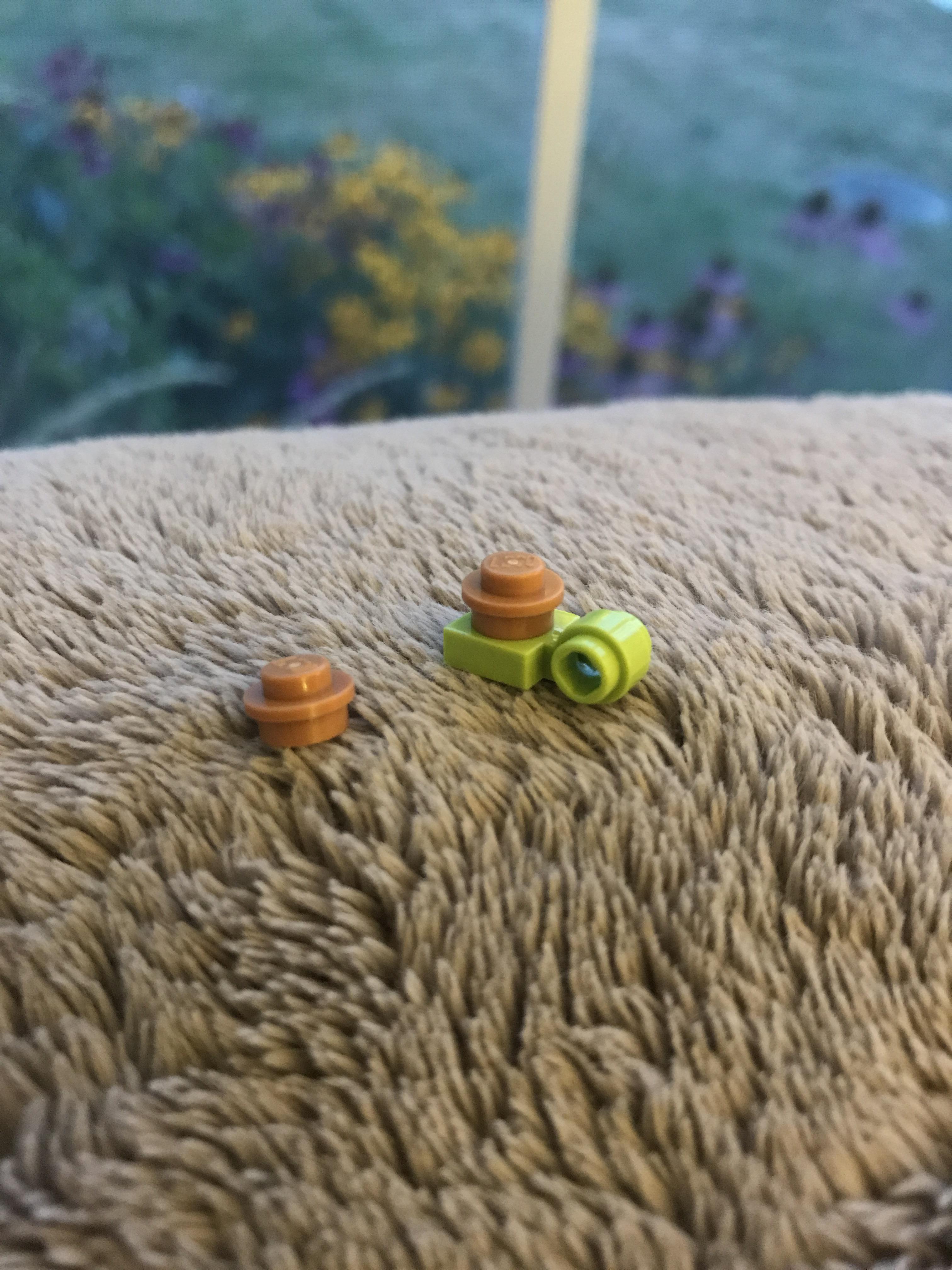 Daughter's minimum effort turtles; one awake and one asleep. | Scrolller