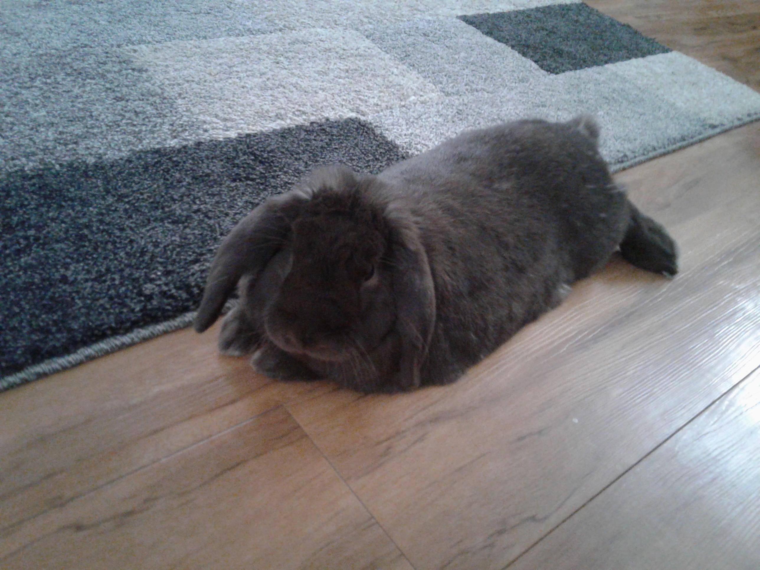 David Hasselhop the big bun bun. | Scrolller