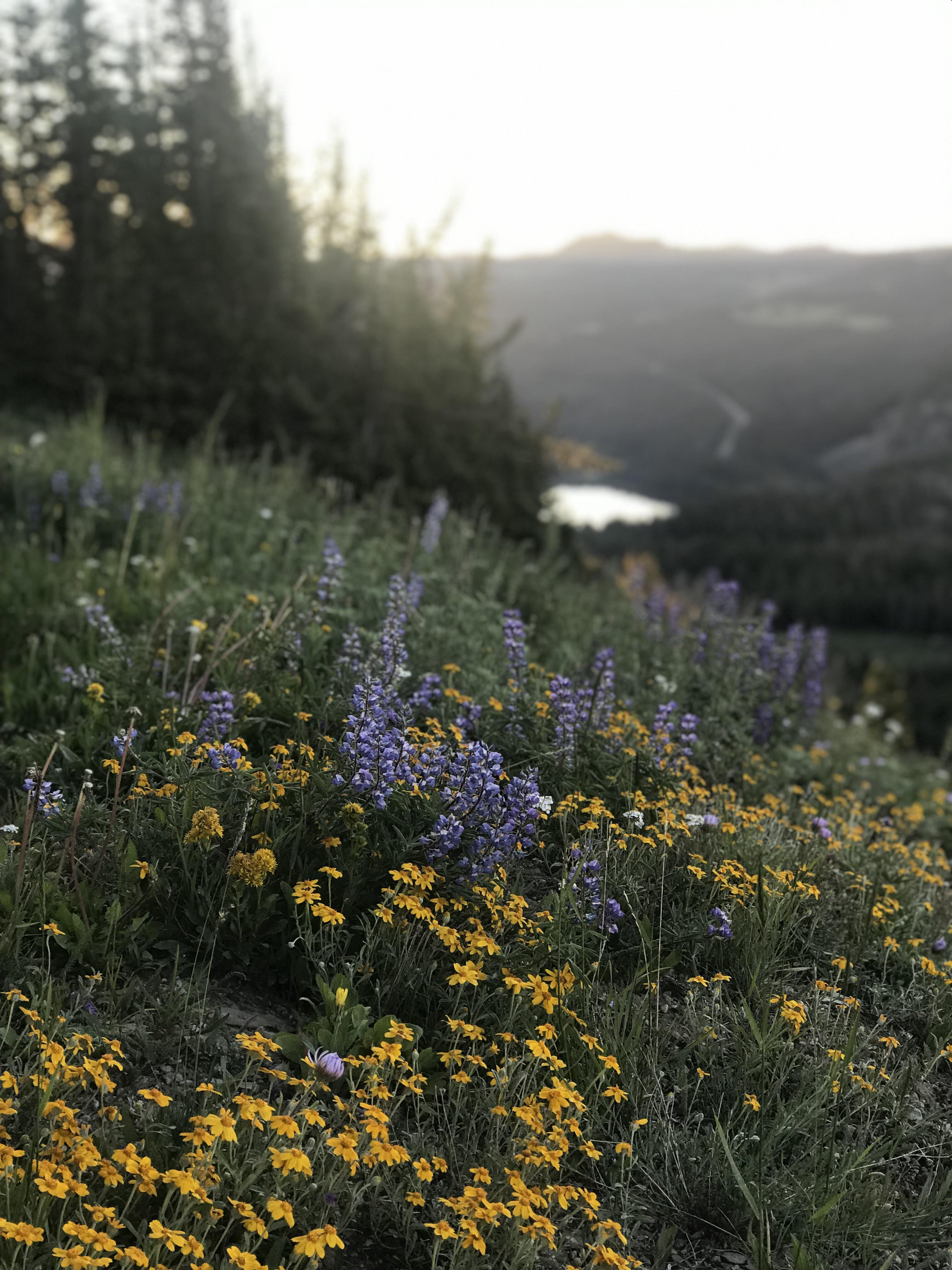 Dawn, yesterday at the Beartooth Highway | Scrolller