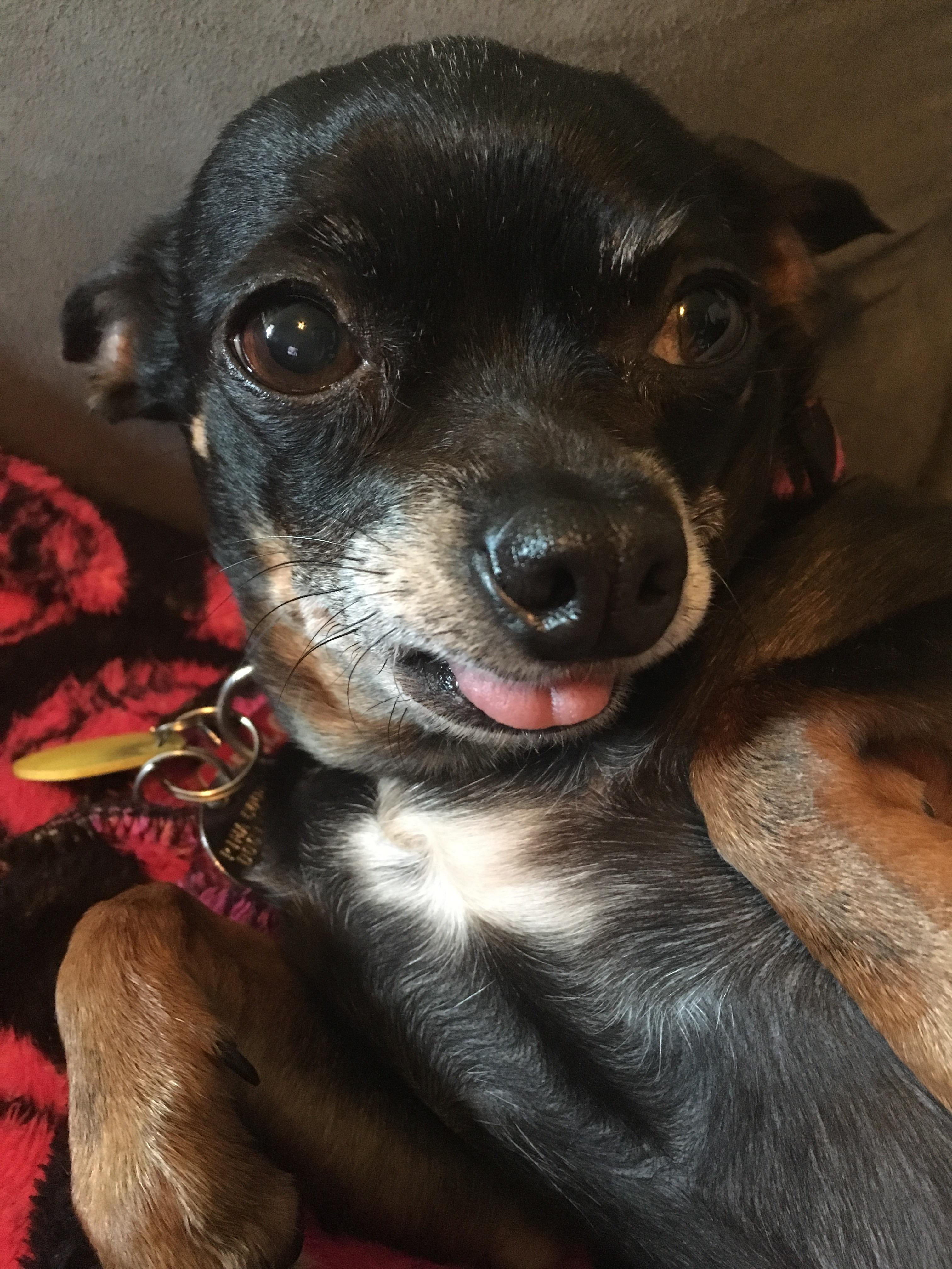 Dax the dog making a derp | Scrolller