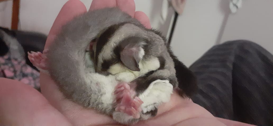 Day 4 with little Calypso.. she is doing amazing. | Scrolller