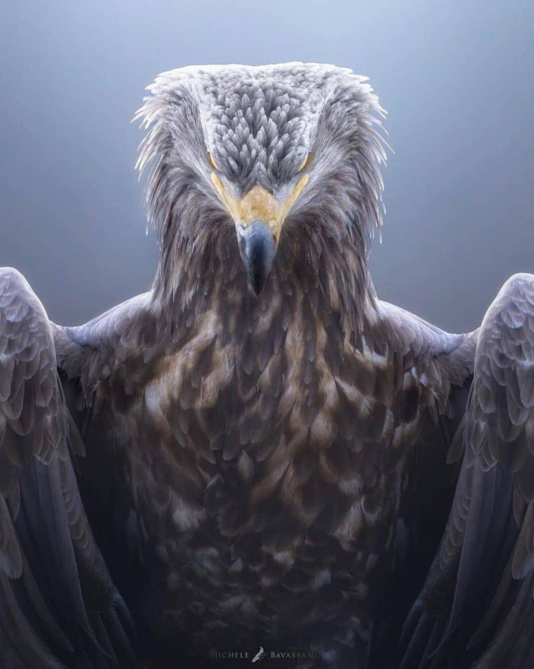 Death stare. A stunning picture of a white- tailed eagle. | Scrolller