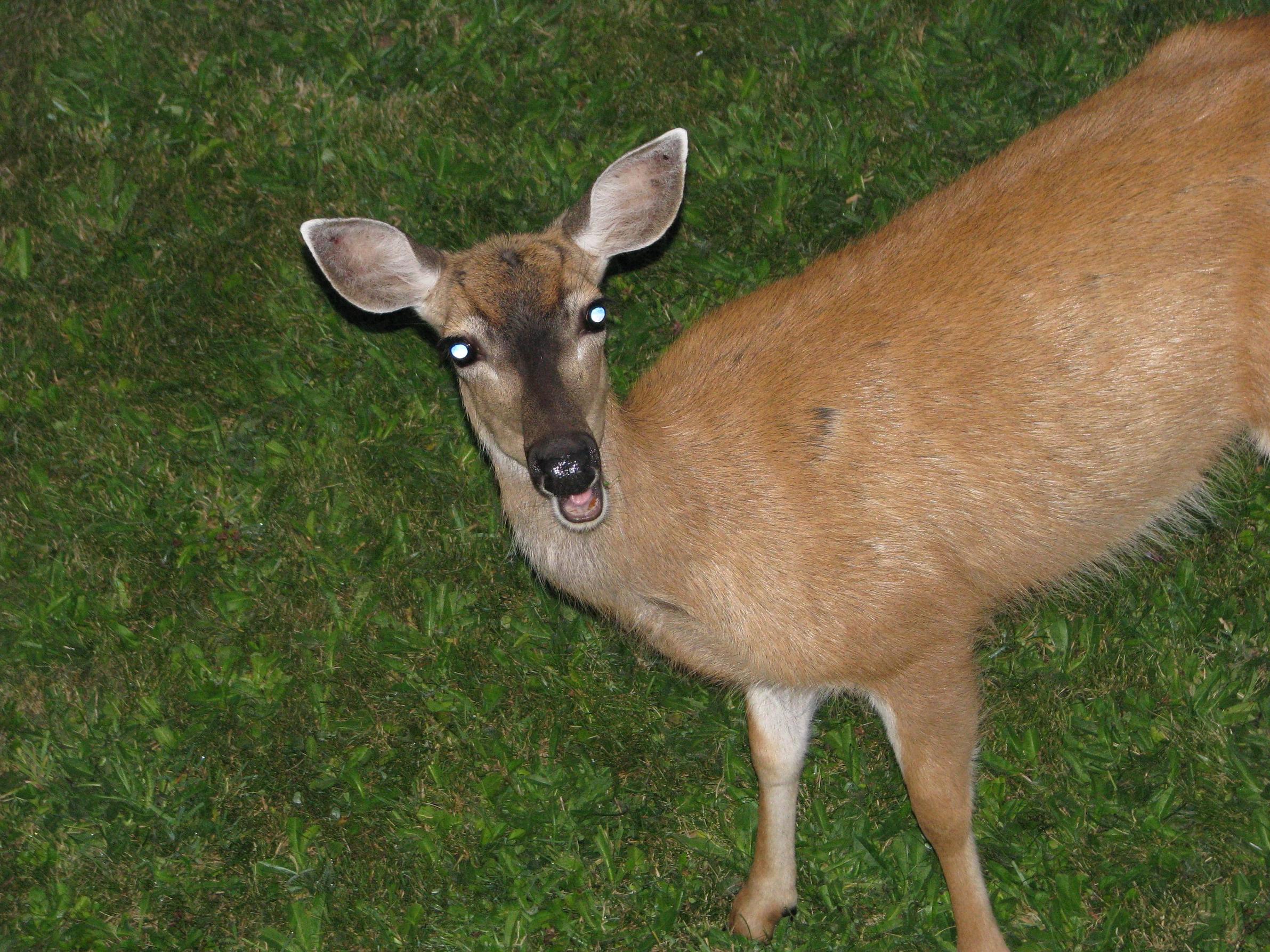 Deer Derp | Scrolller