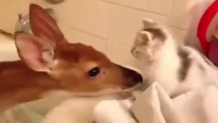 Deer grooming kitten (x-post /r/gifs) | Scrolller