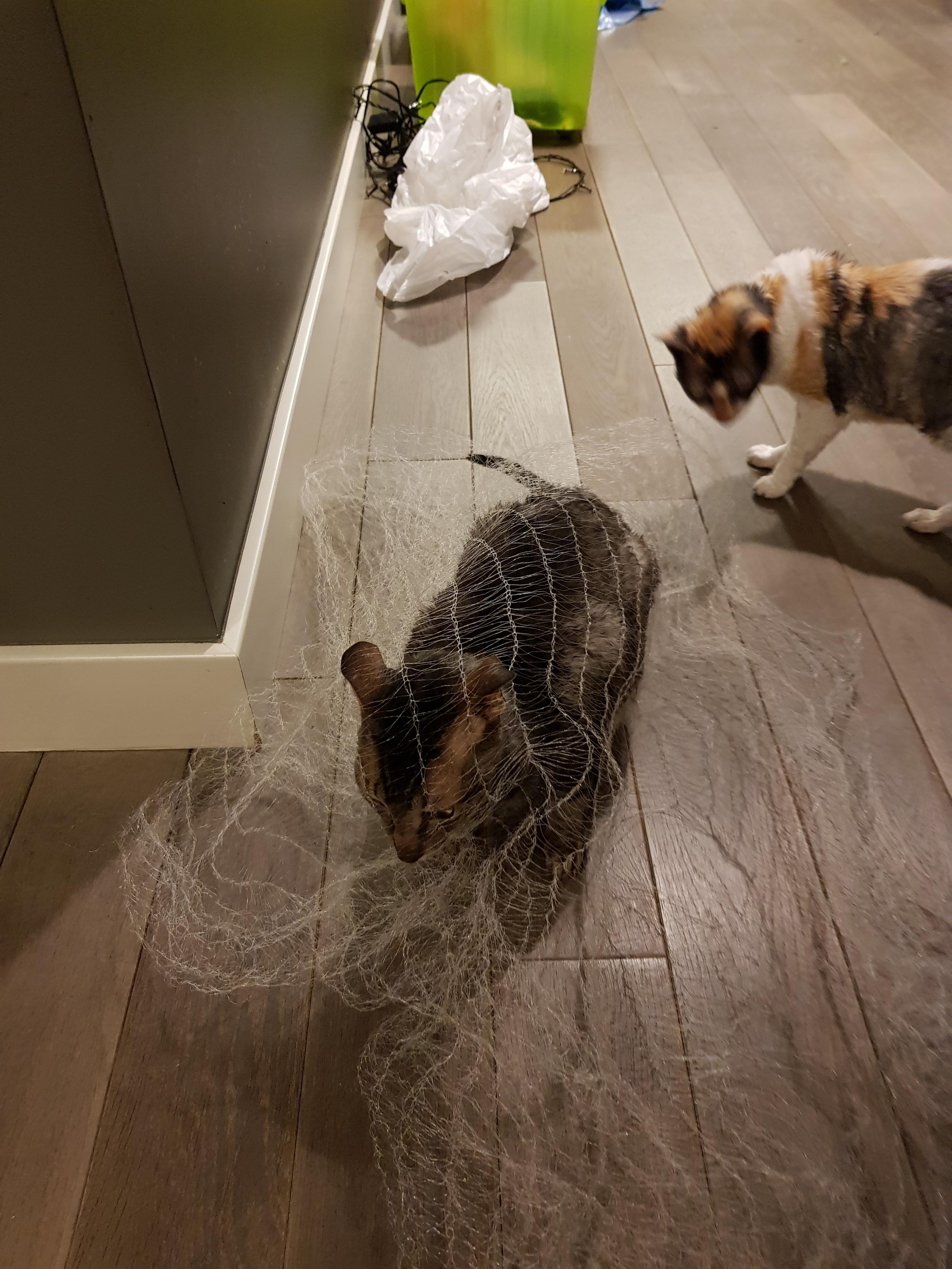 DeFeNsLeSs WiLdCaT cApTuReD bY a PoAcHeR | Scrolller