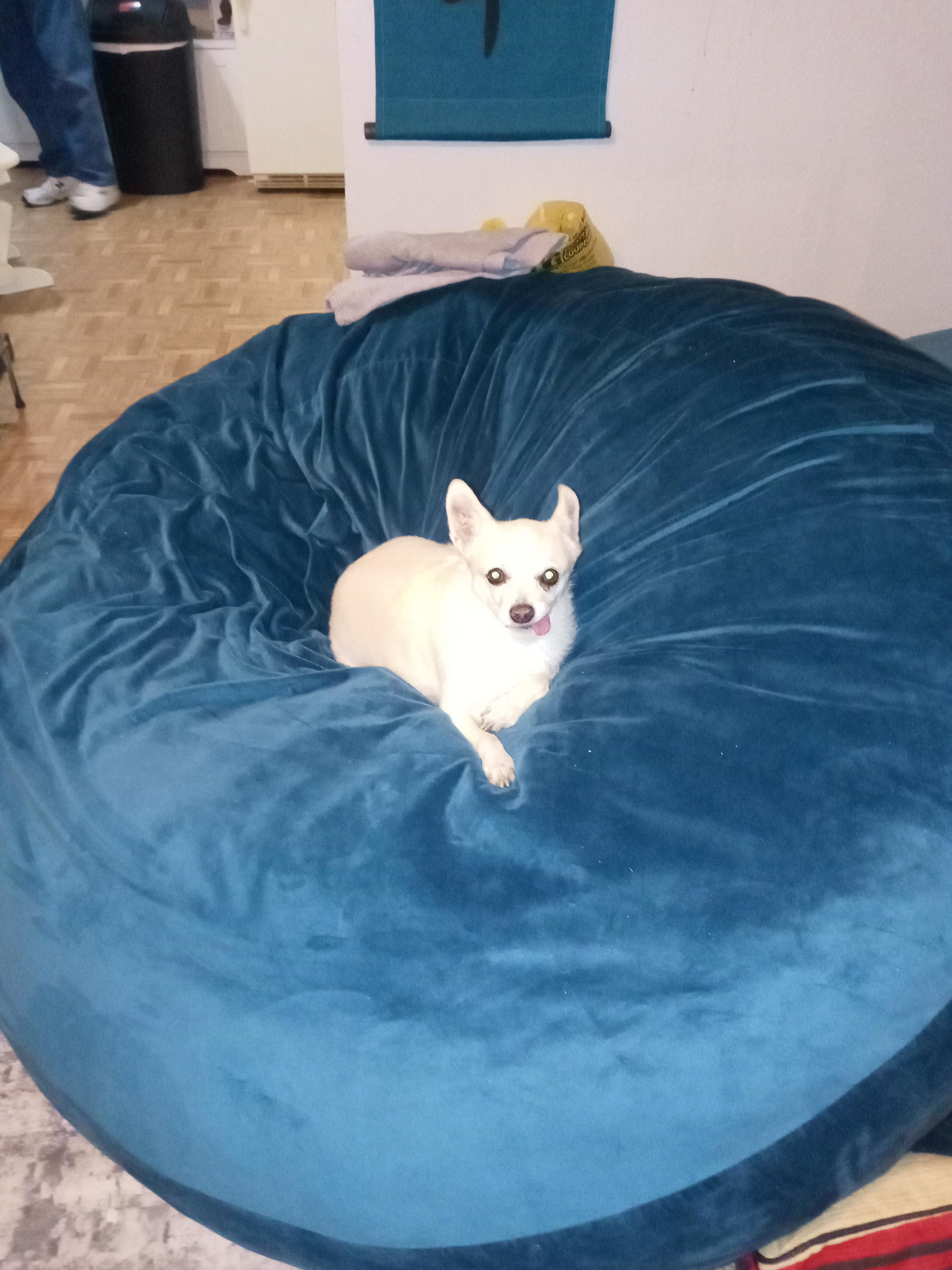 Derp Princess thinks this is her bed. | Scrolller