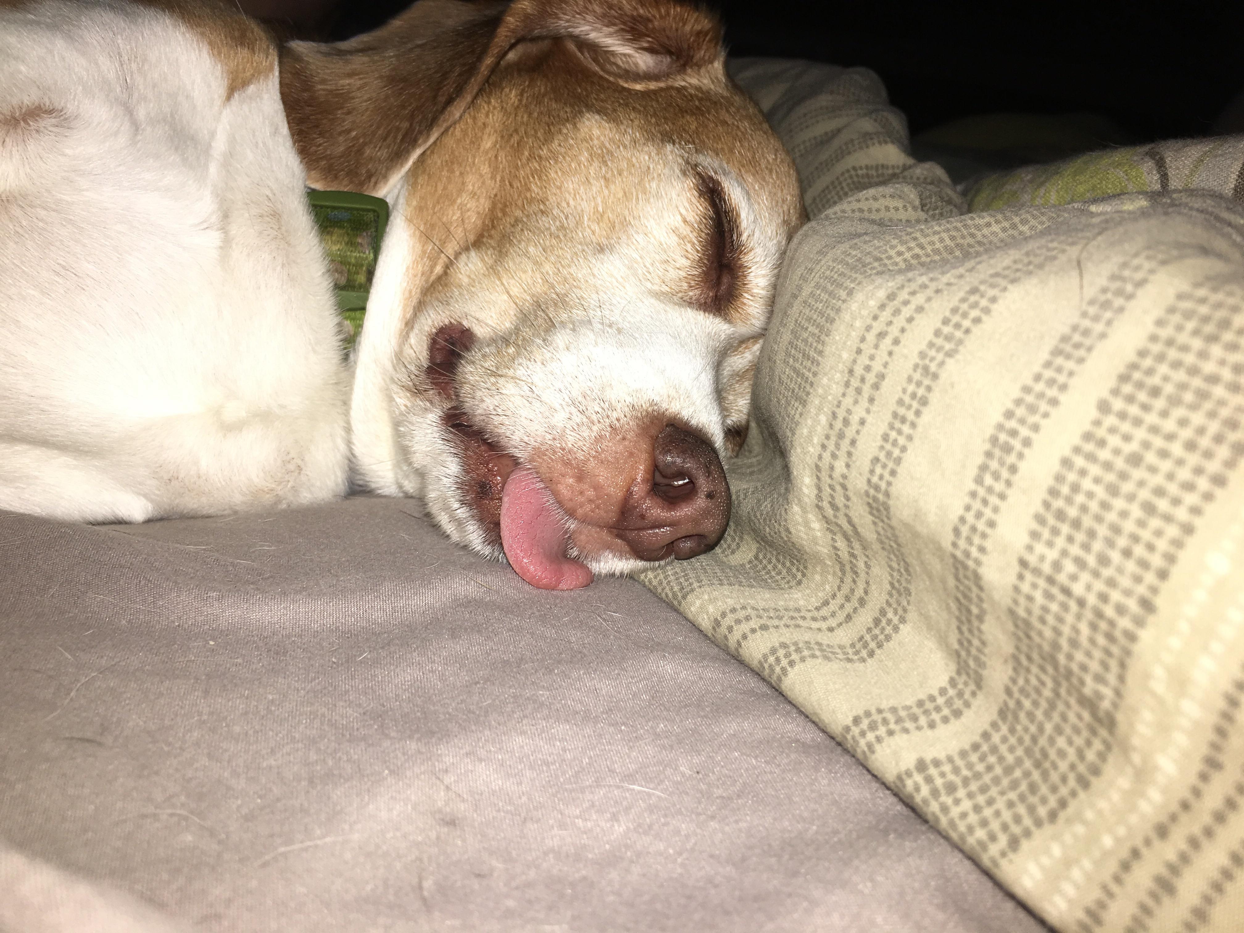 Derp sleeping | Scrolller