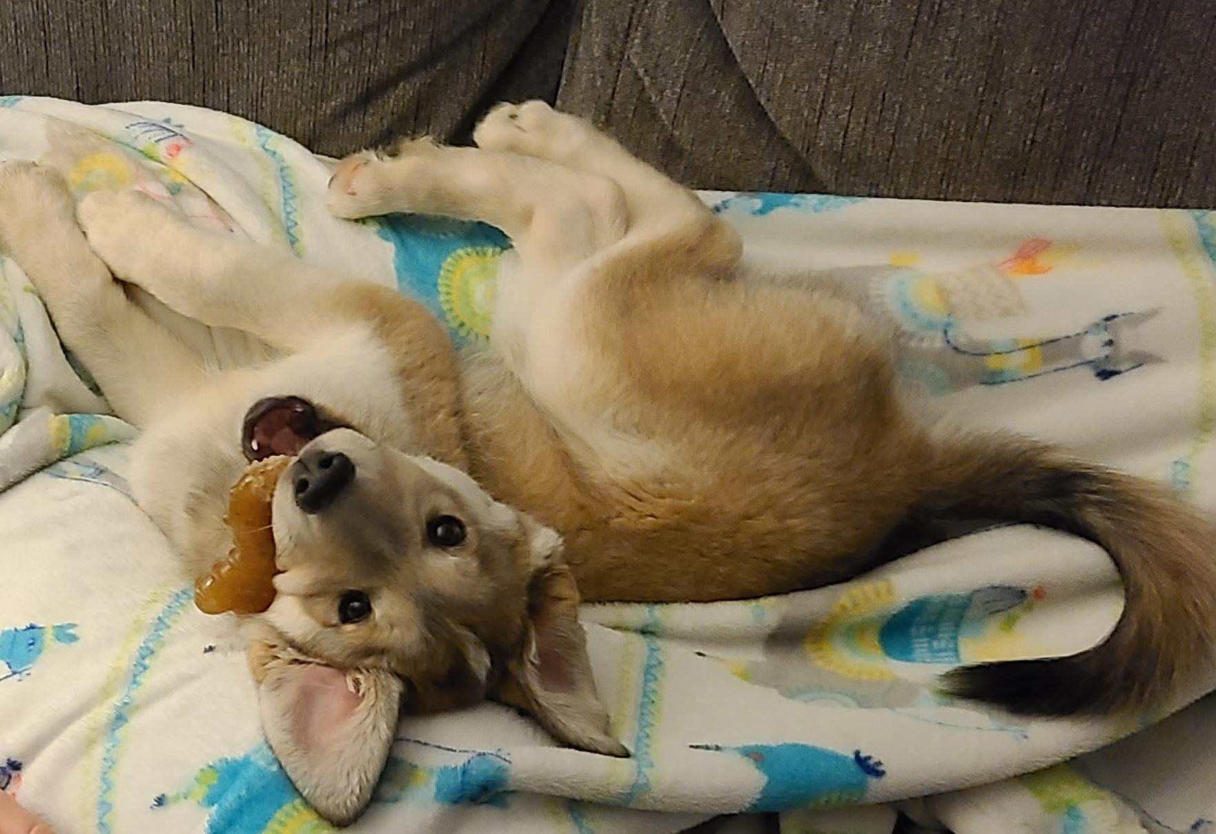 Derpy boy | Scrolller