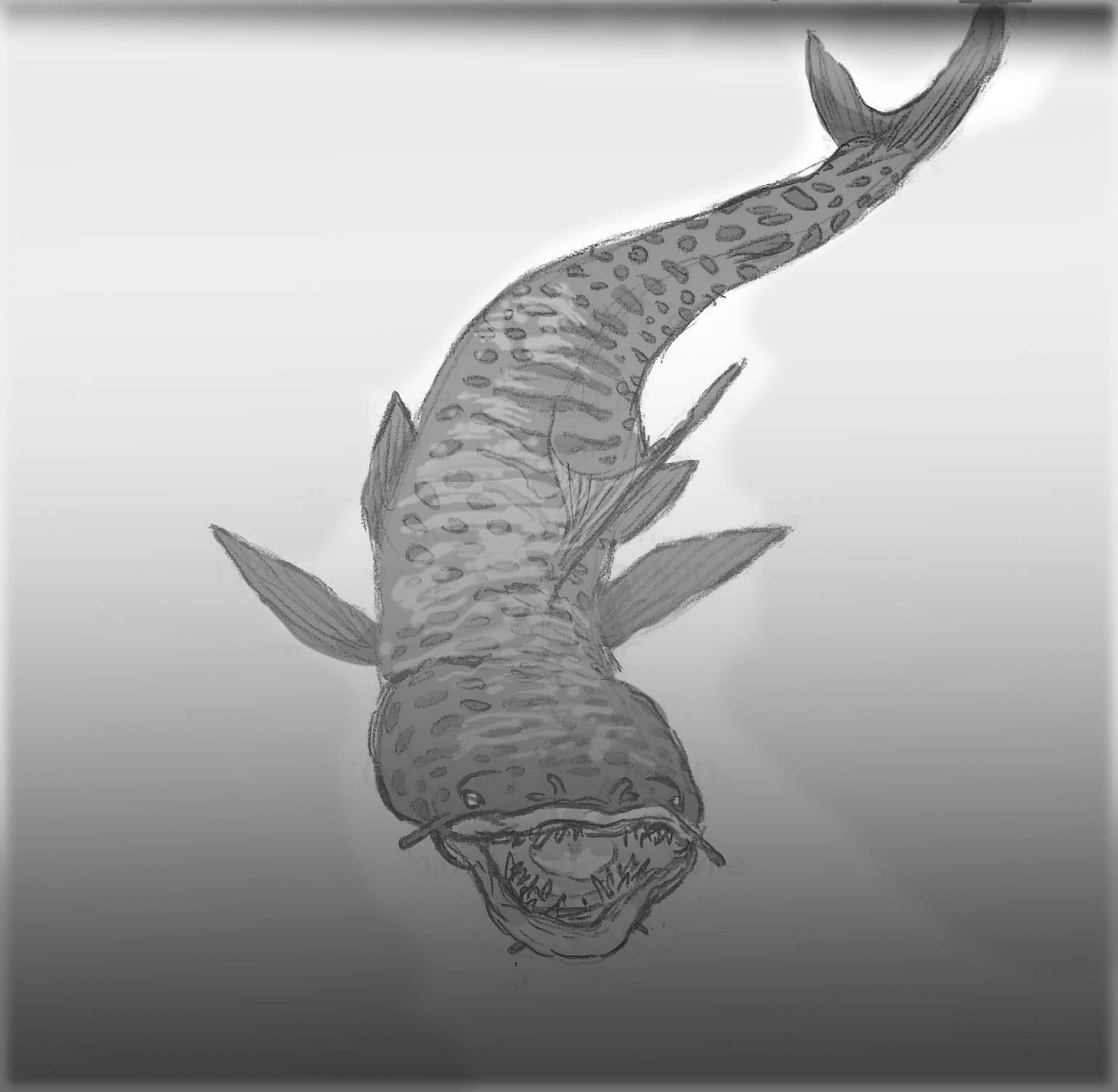 Descendants of catfish in the family Ariidae convergently evolving to take the role of tiger ...