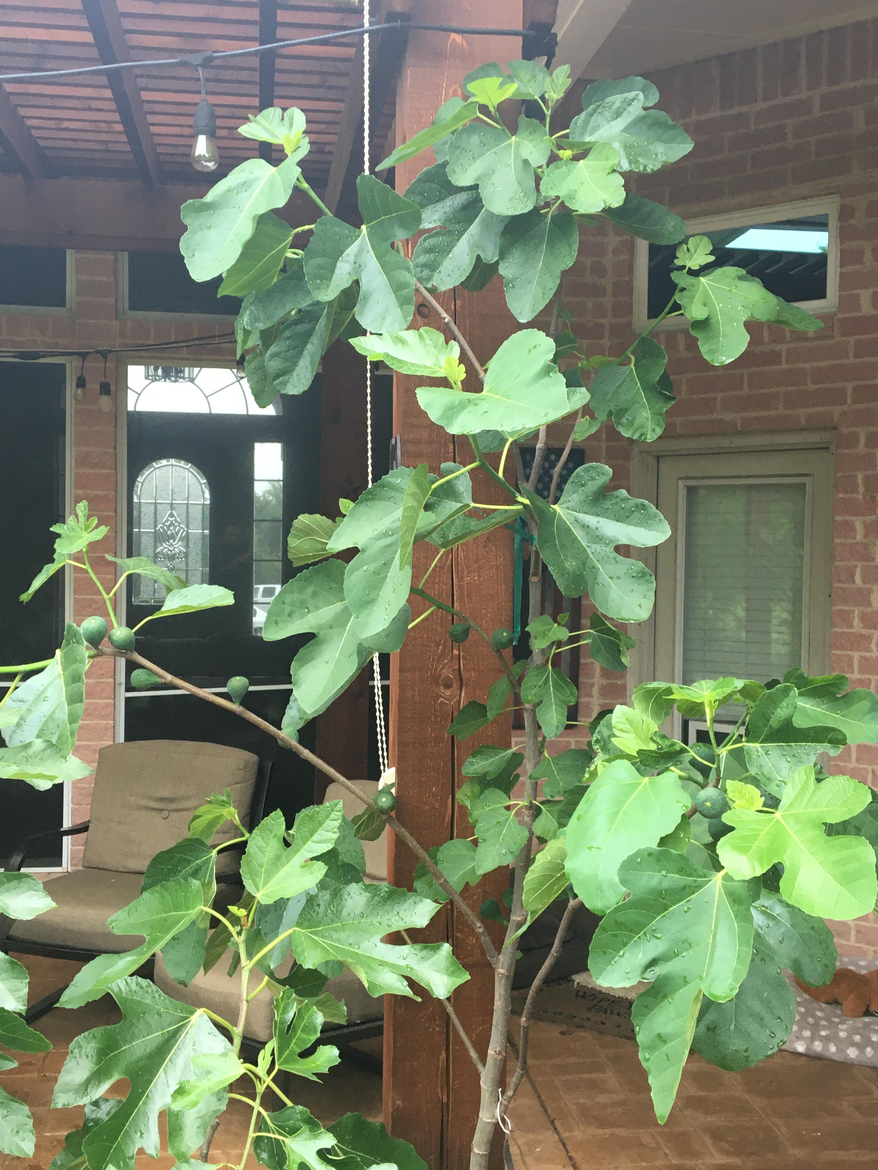 Desert King | Scrolller