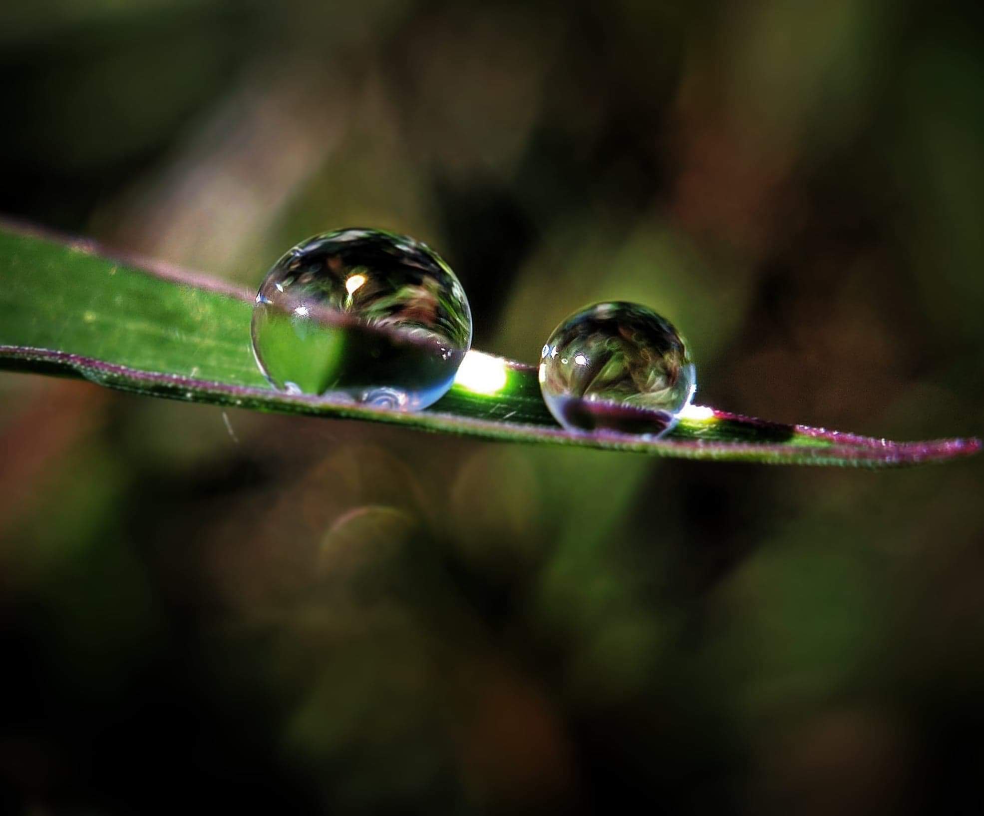 Dew drops on grass | Scrolller