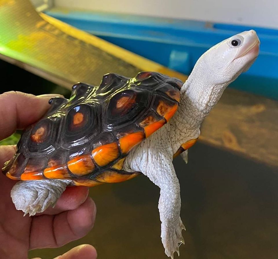 Diamondback Terrapin Turtle | Scrolller