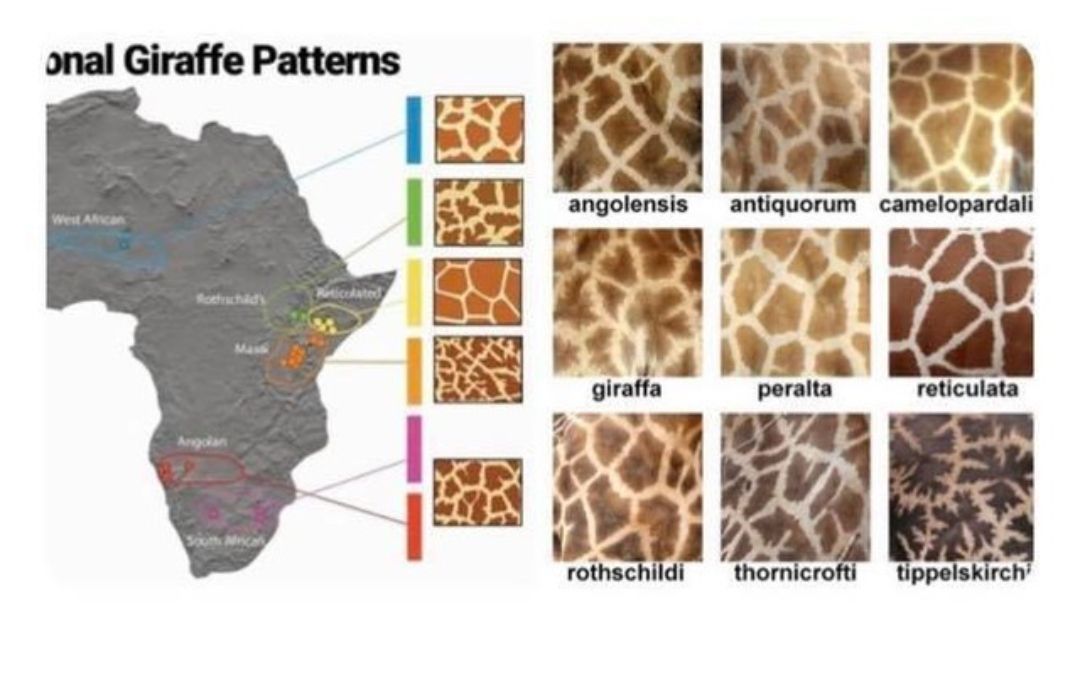 Different subspecies of Giraffes have different coat patterns depending on location. Source and ...