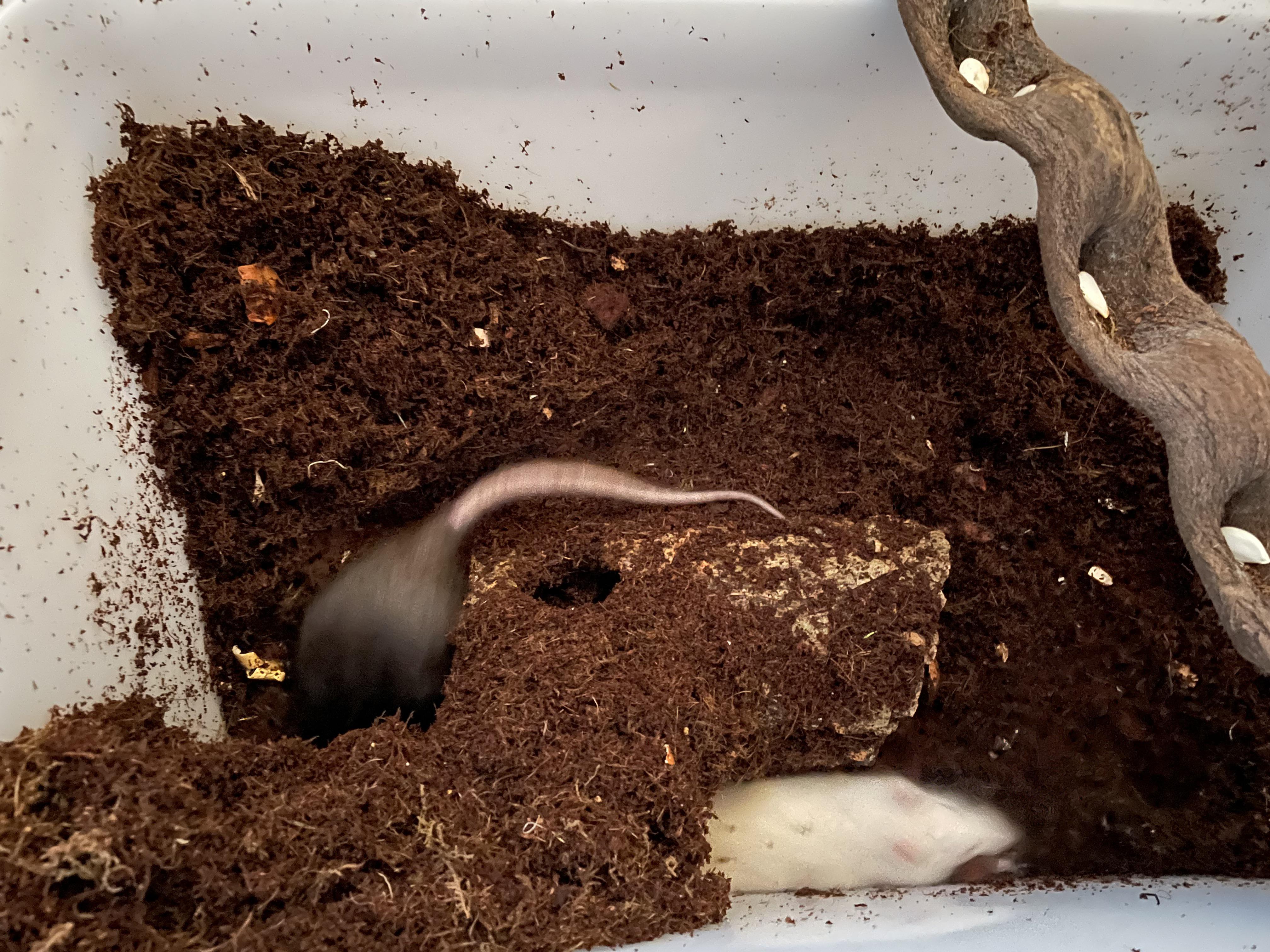 Dig box zoomies ?! 😁 | Scrolller