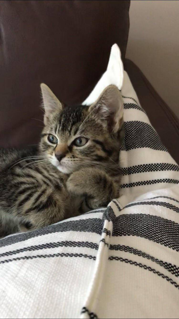 Discovered this sub today. Wanted to share my kitten, Jasper’s, curled feetsies. They are smol ...
