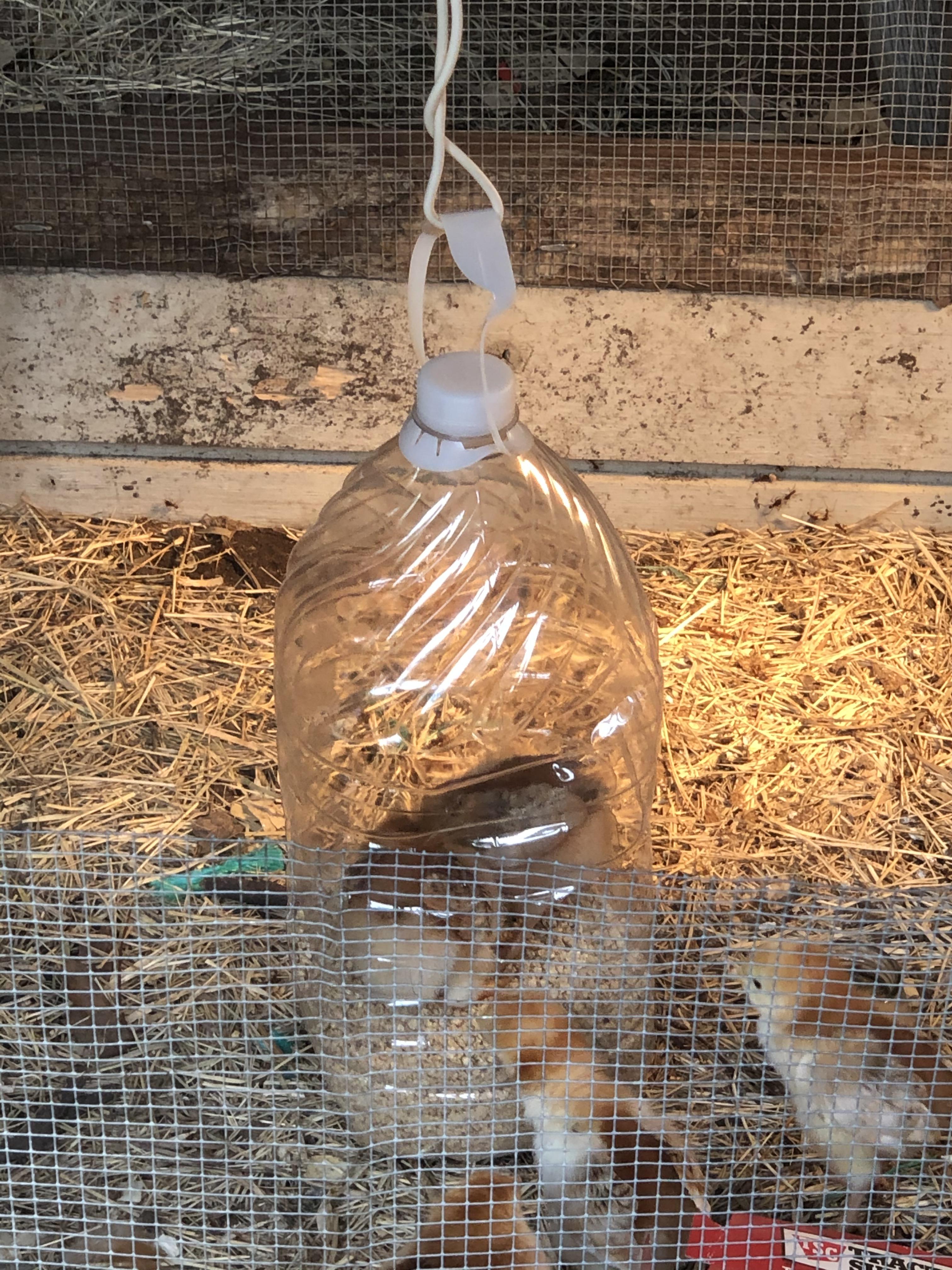 Diy ant proof chick feeder | Scrolller