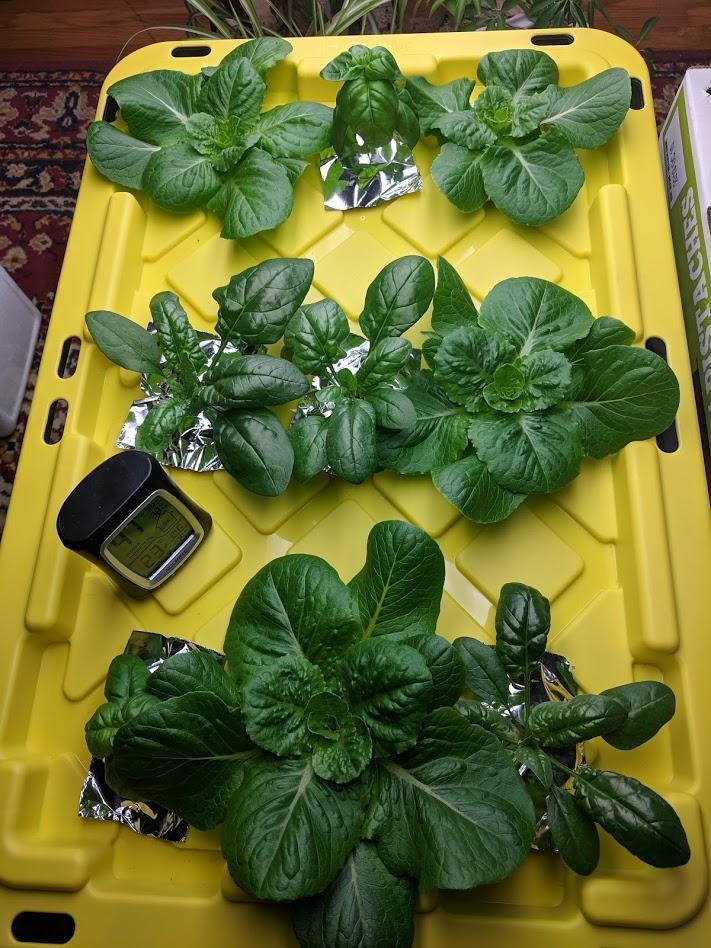 DIY Hydroponic System - First try | Scrolller