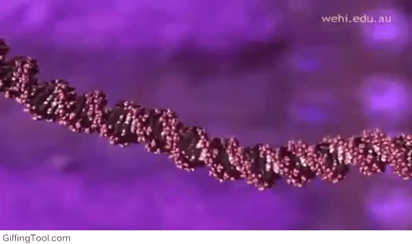 DNA being wrapped into chromosomes - can it get anymore toroidally fractal? | Scrolller
