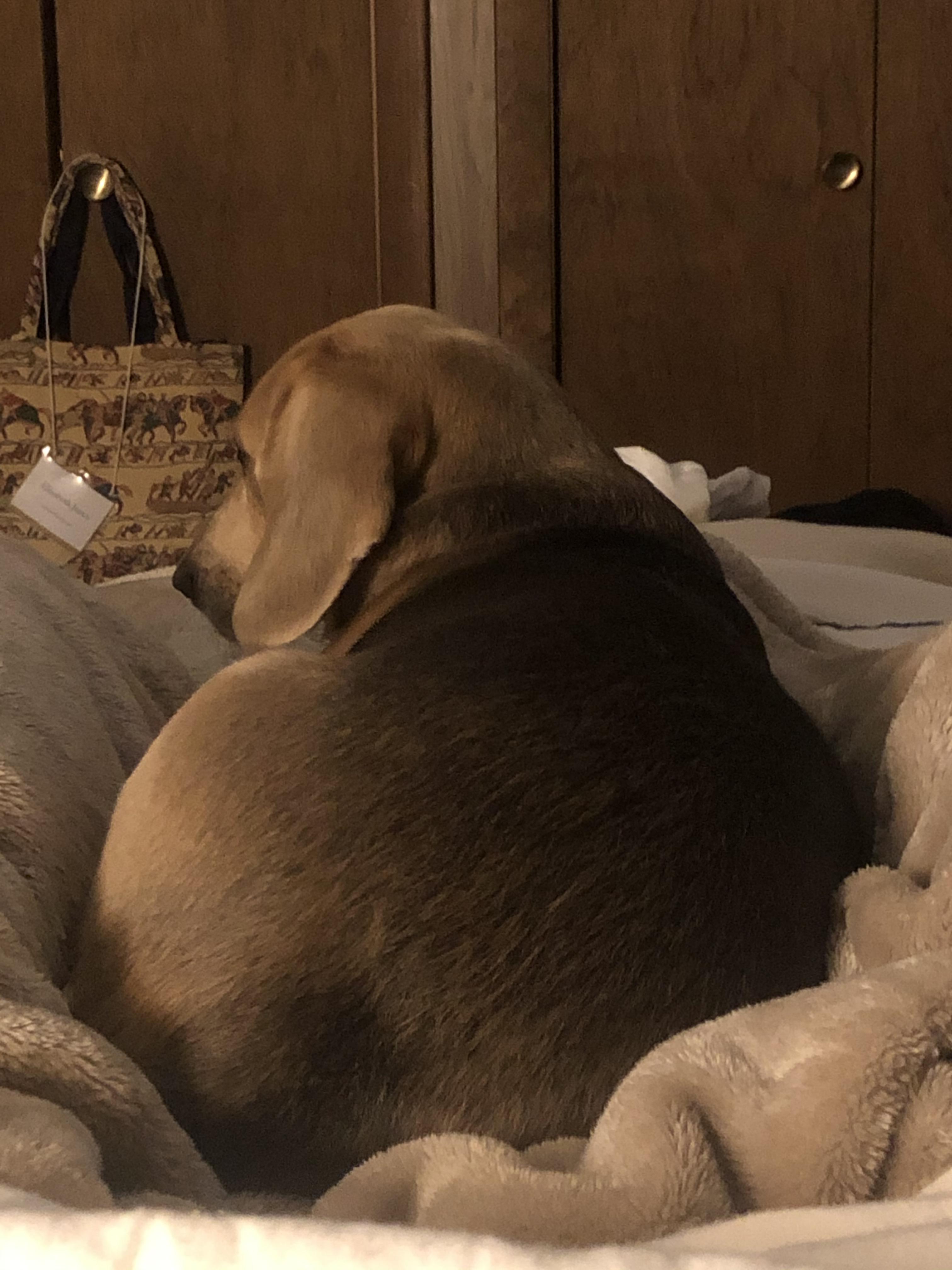 Do all beagles have big butts or is it just my Lola Bean? | Scrolller
