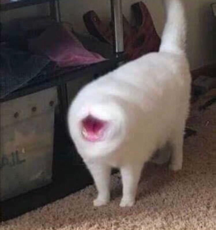 Do it, you won’t | Scrolller