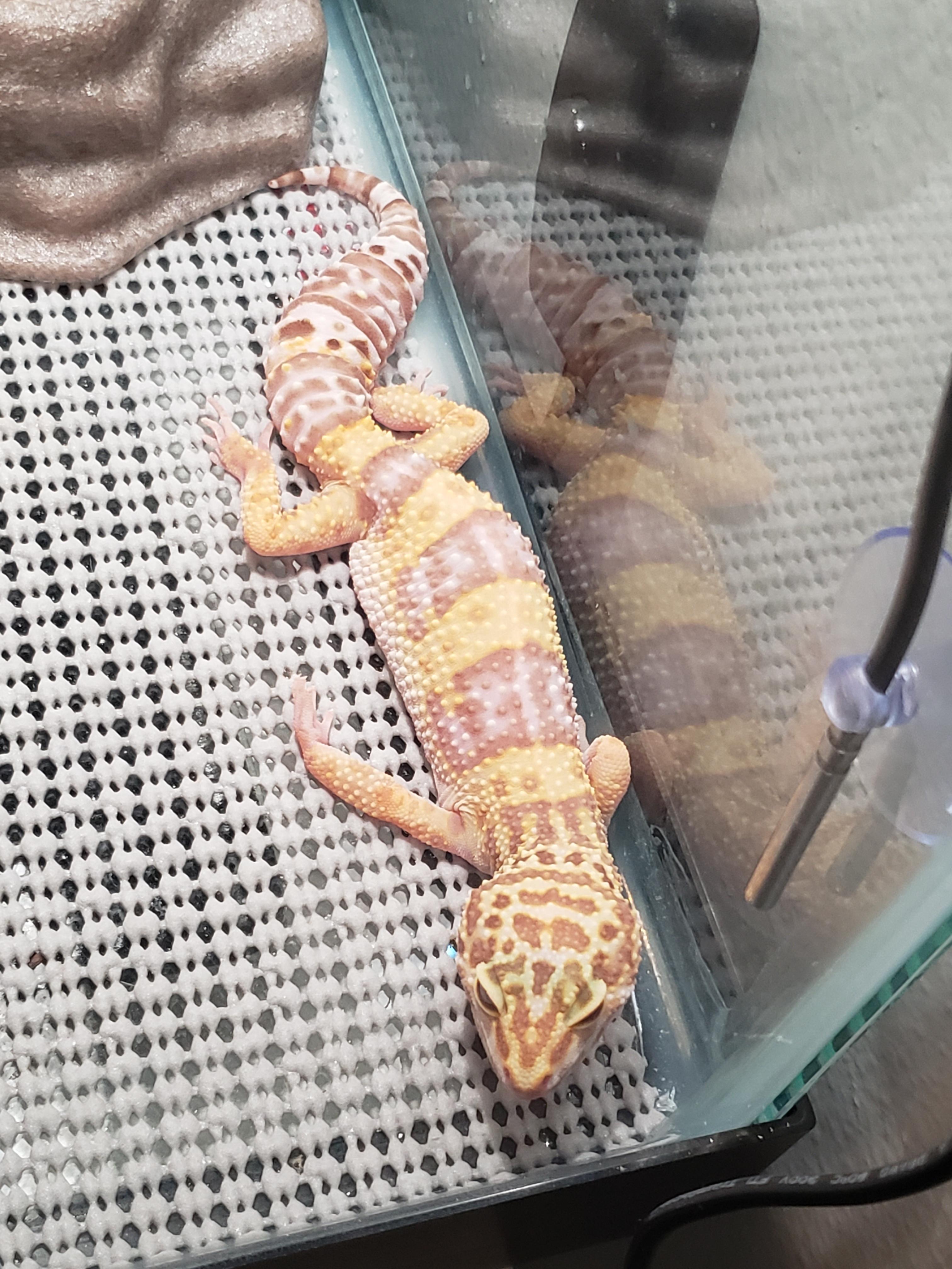 Do Leopard gecko sploots count? | Scrolller