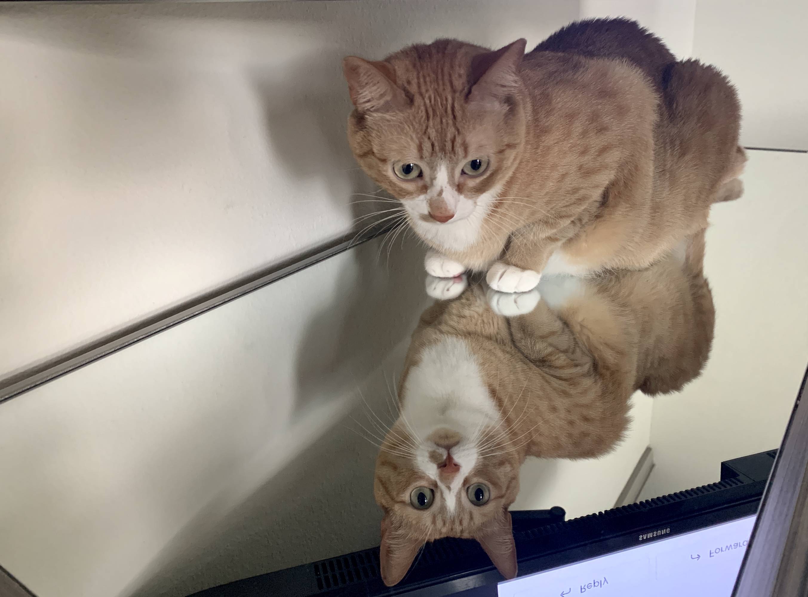 Do mirrors count? | Scrolller