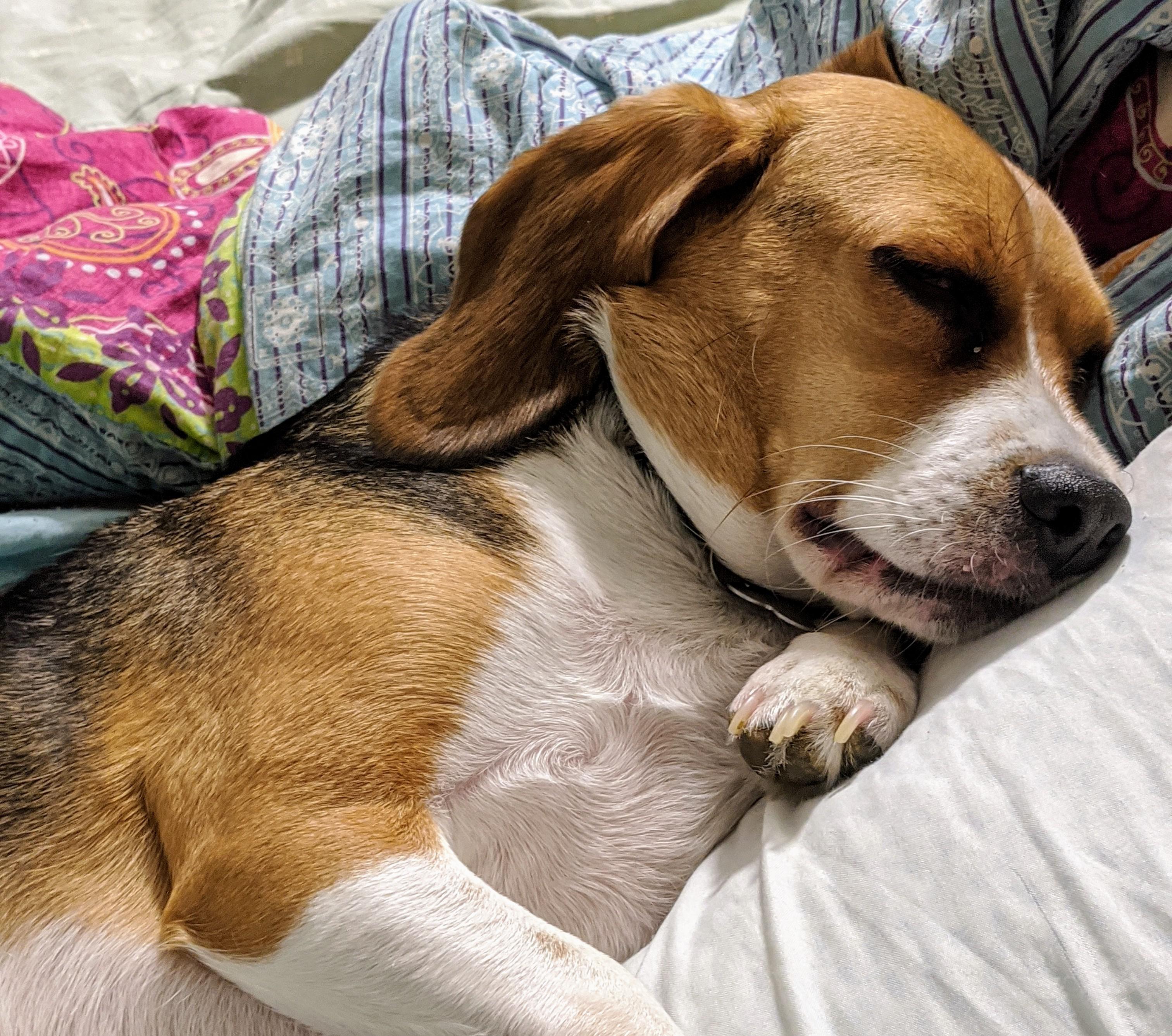 Do pocket beagles count? | Scrolller