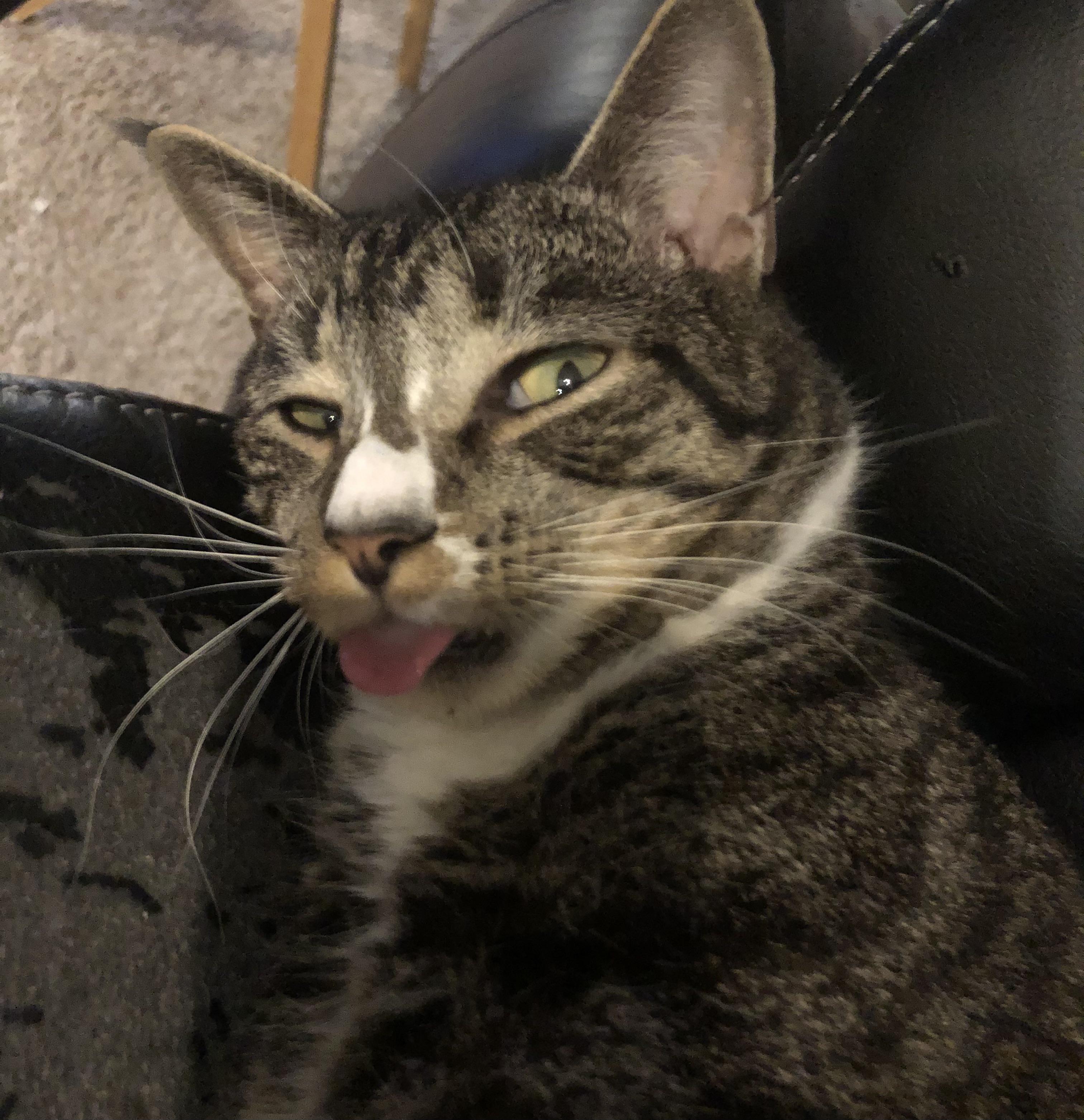Do you mind? Trying to blep here. | Scrolller