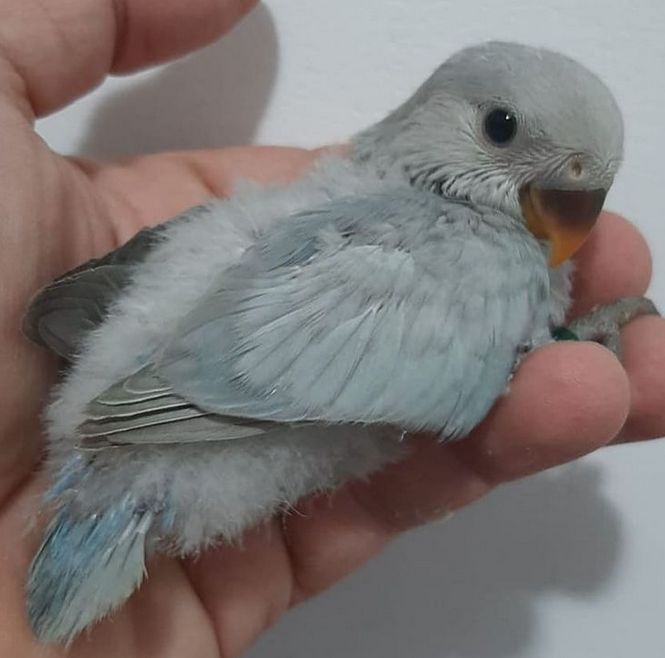 Do you realwry think I'm the cute baby bird? | Scrolller