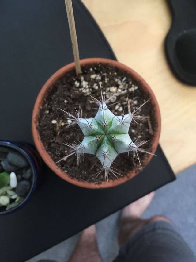 Does a top down veiw of my cactus count? | Scrolller