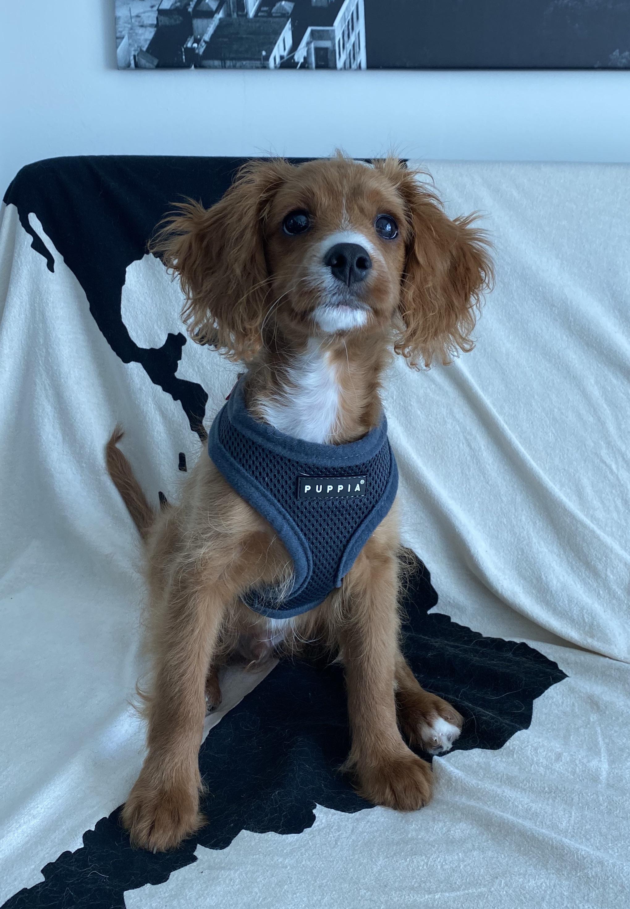 Does anyone else have a cavapoo that looks like mine? | Scrolller