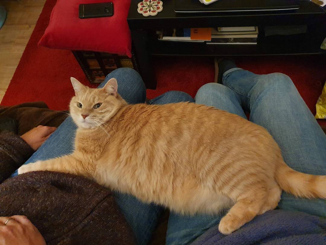 Does anyone else have a two-lap chonker? | Scrolller