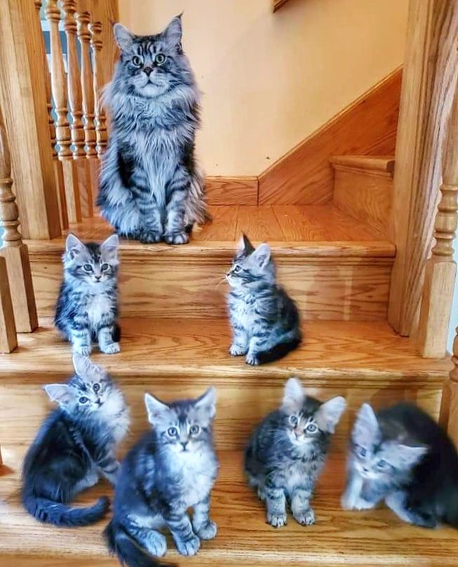 Does anyone else need a distraction today? Here is a family photo of ... Does anyone else need a distraction today? Here is a family photo of ...