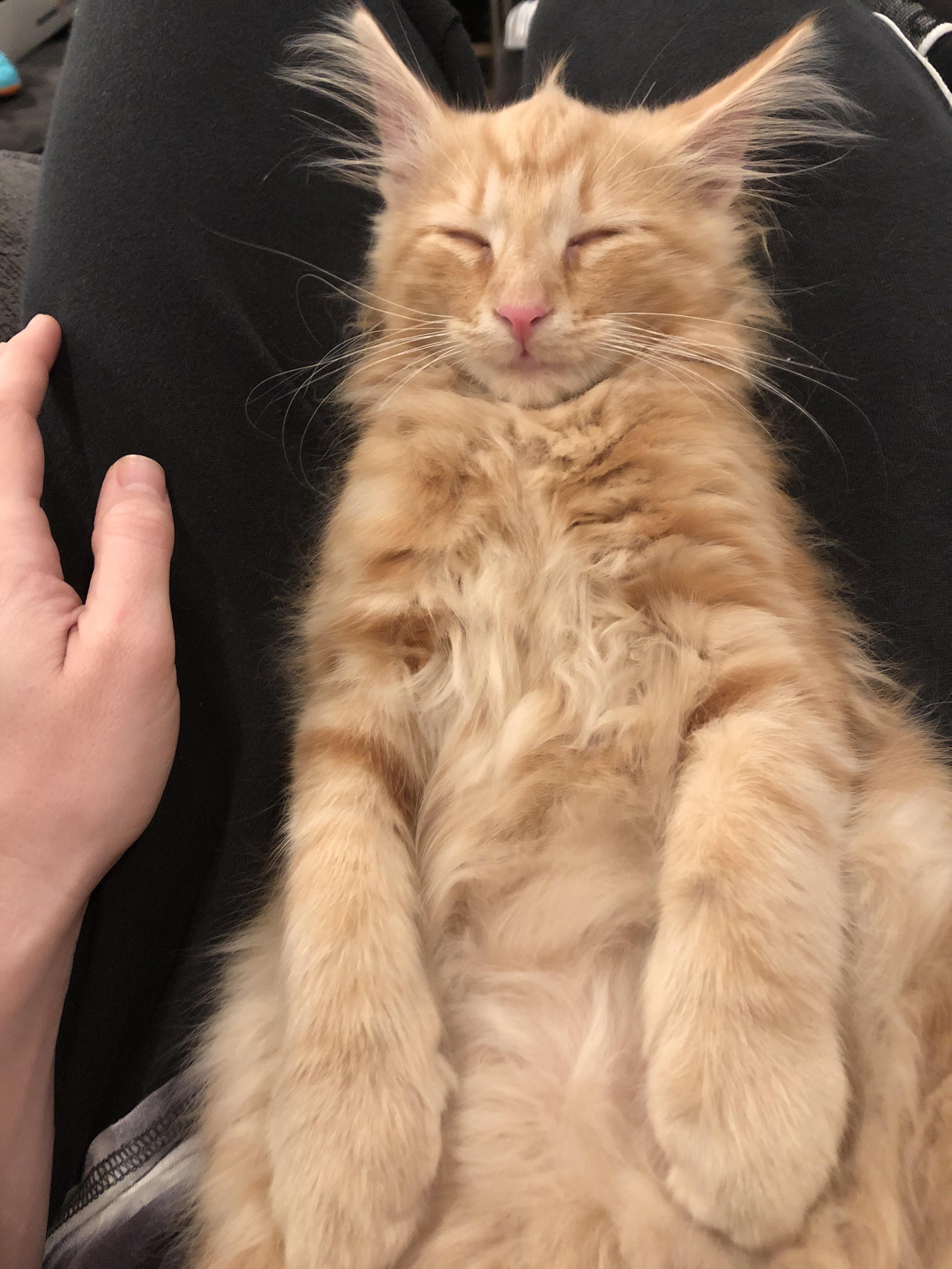 Does anyone else’s cat love belly scratches? Stan loves it! | Scrolller