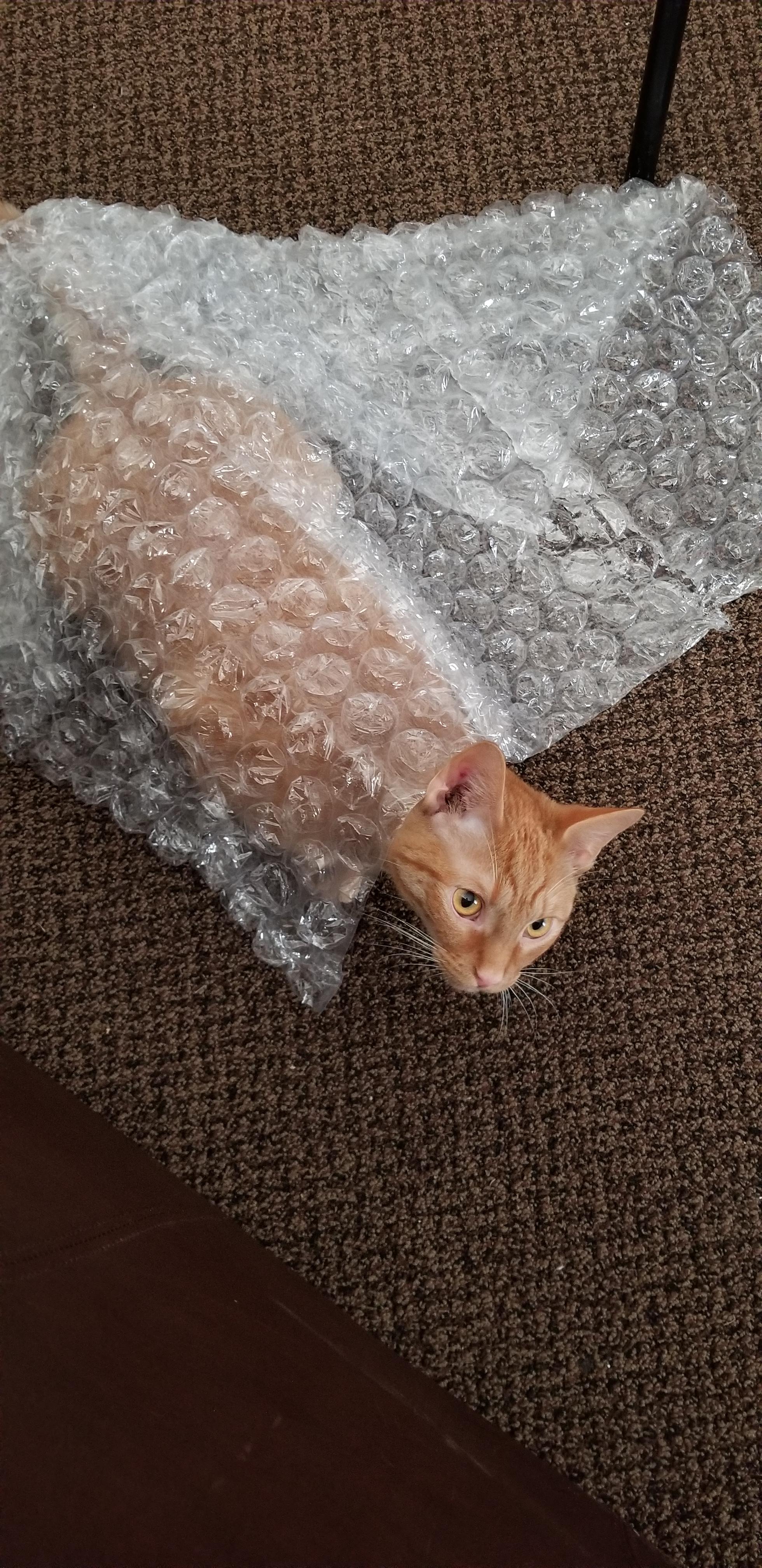 Does bubble wrap count? | Scrolller