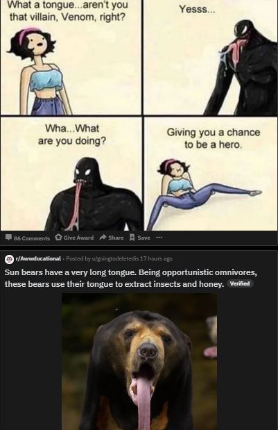 Does the Sun Bear want to be a hero? | Scrolller