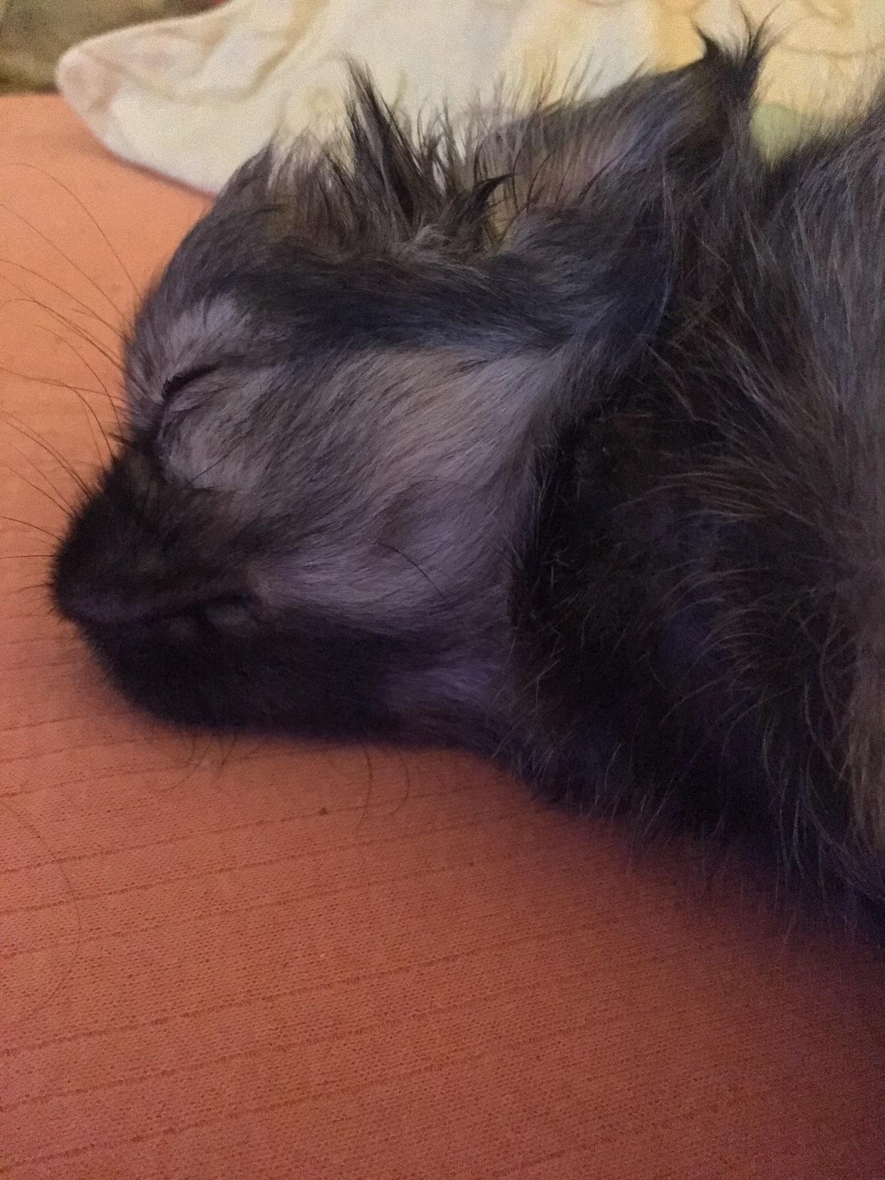 Dog or little monkey? 😍 | Scrolller