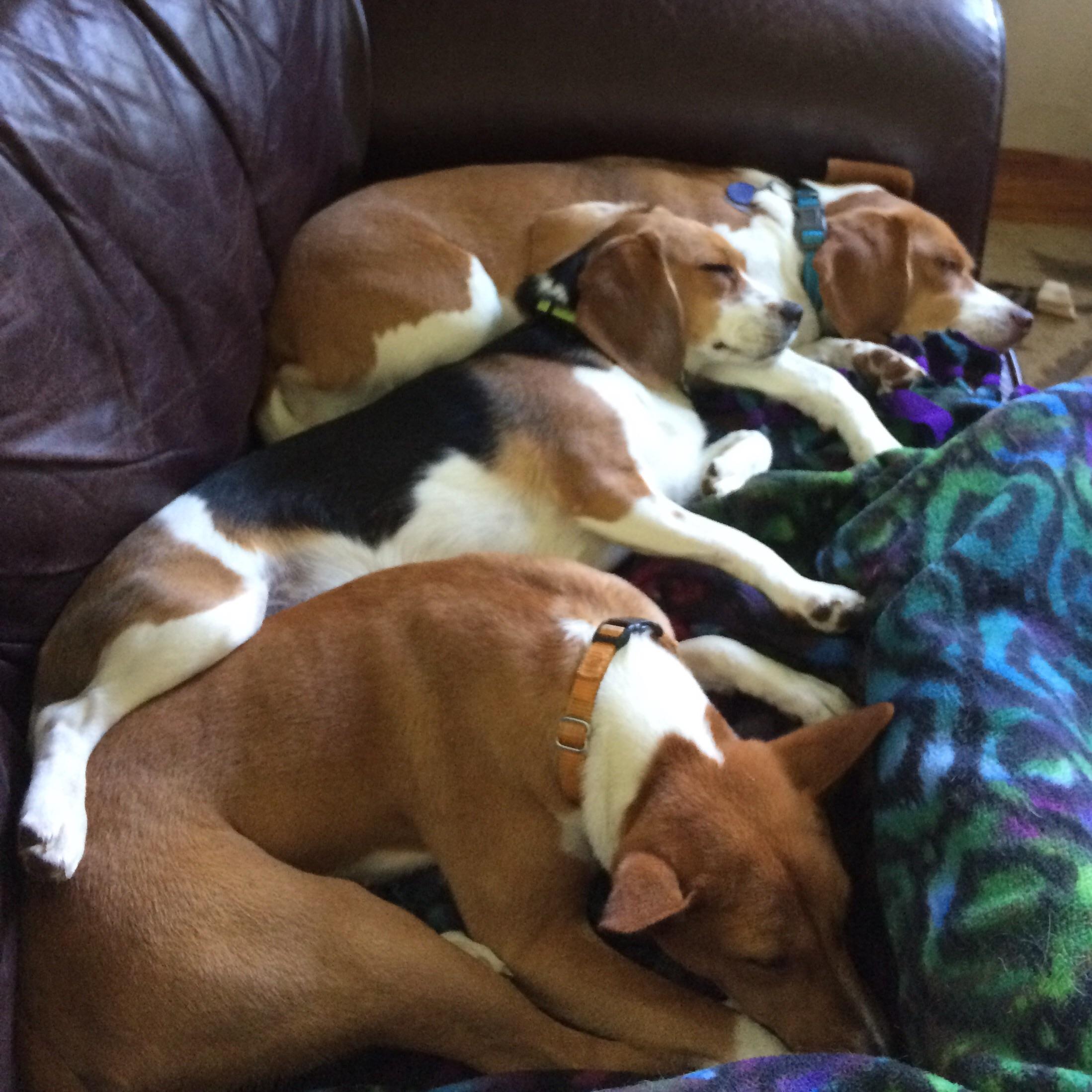 Dog pile! One Basenji + two beagles | Scrolller