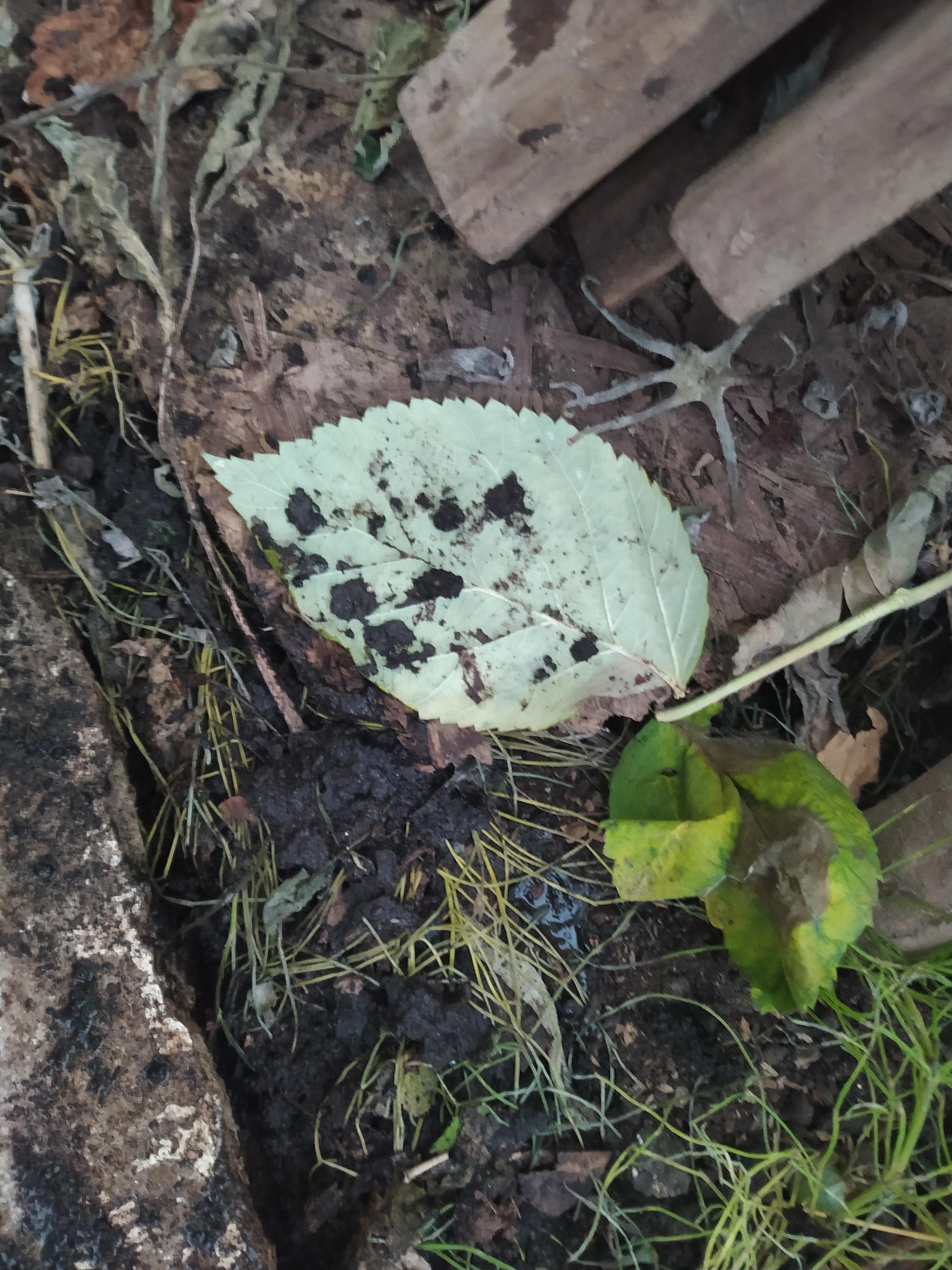 doge leaf | Scrolller