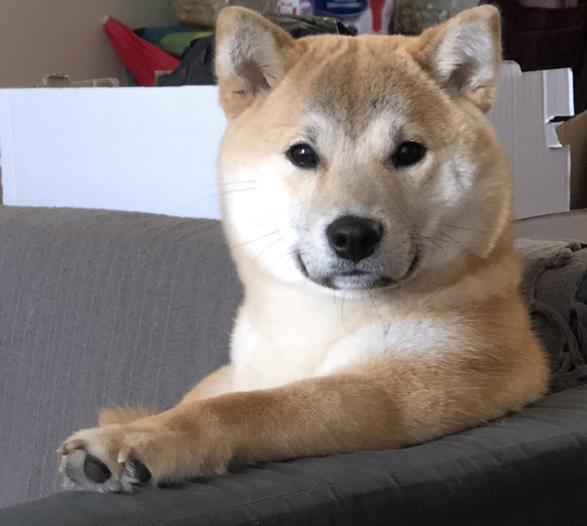Doge listening | Scrolller