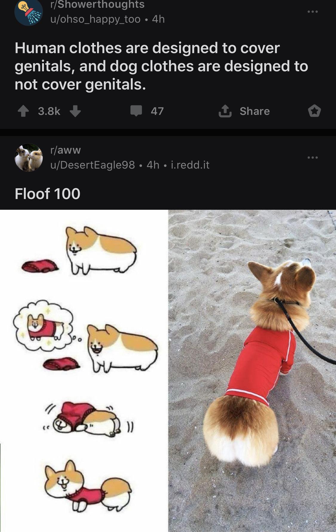 Doggo clothes | Scrolller