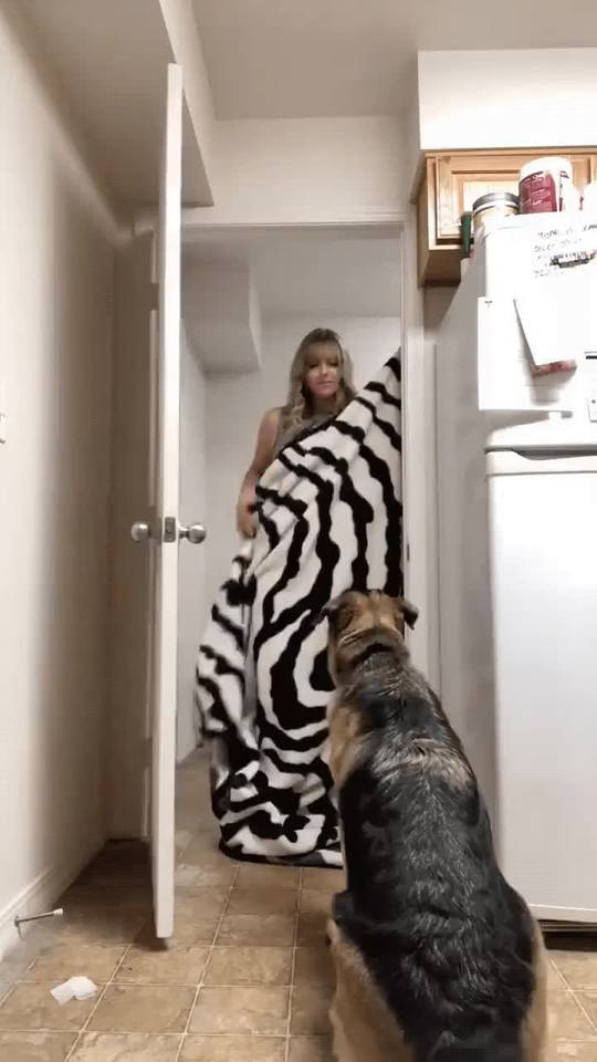 Doggo surprise | Scrolller