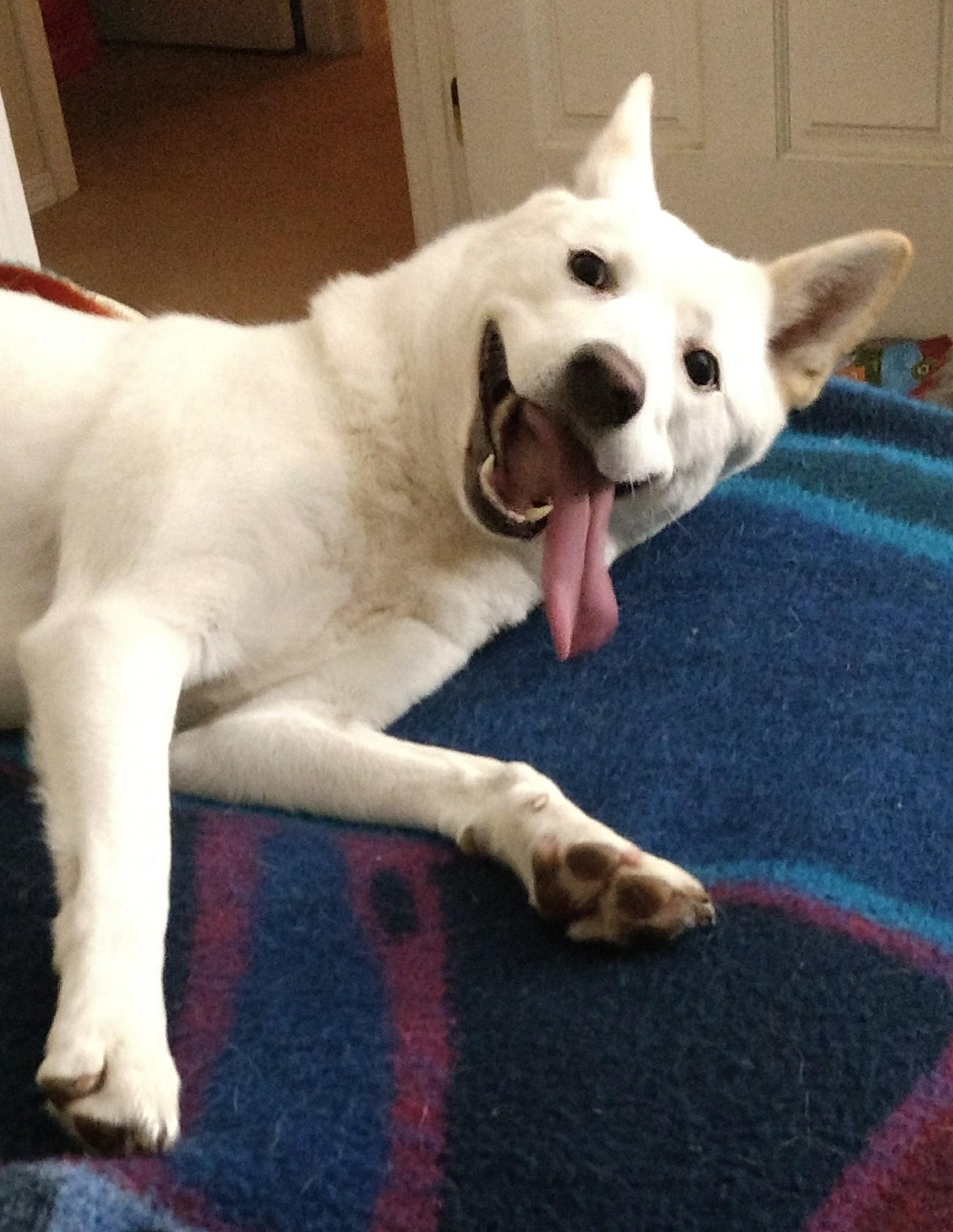 doing Jindo smiles? | Scrolller
