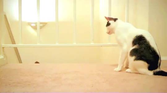 Domo ari-gato. | Scrolller